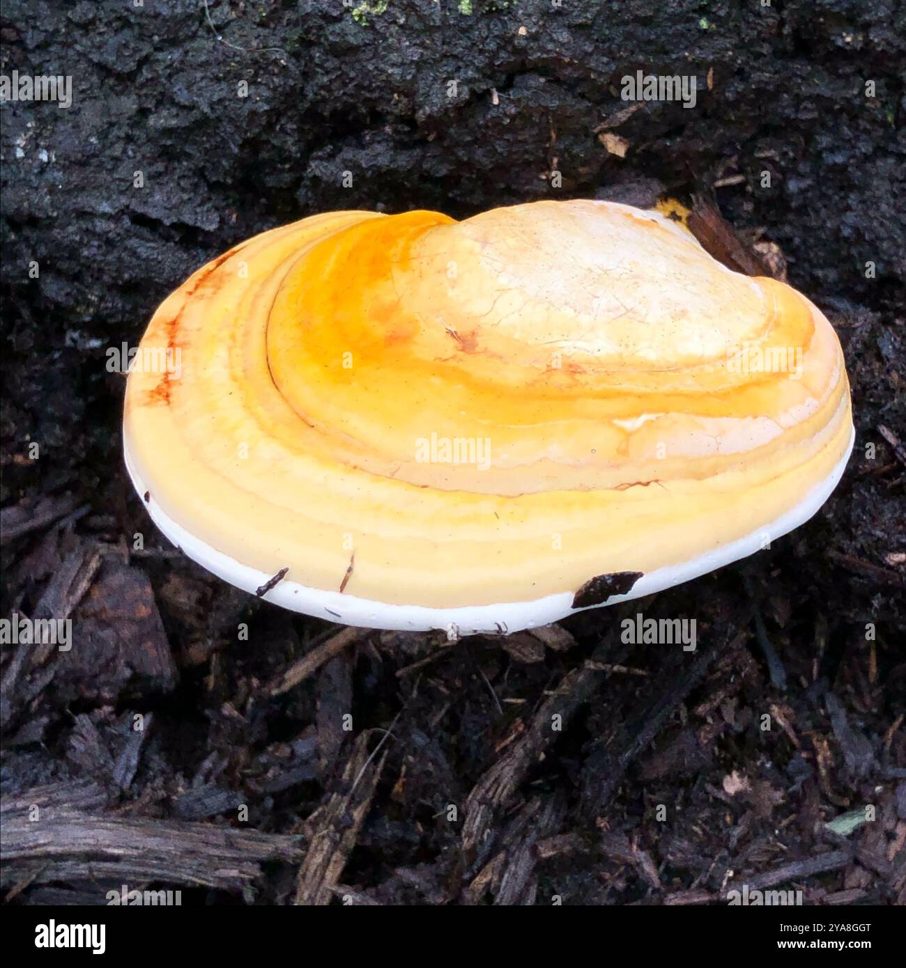 golden reishi (Ganoderma curtisii) Fungi Stock Photo - Alamy