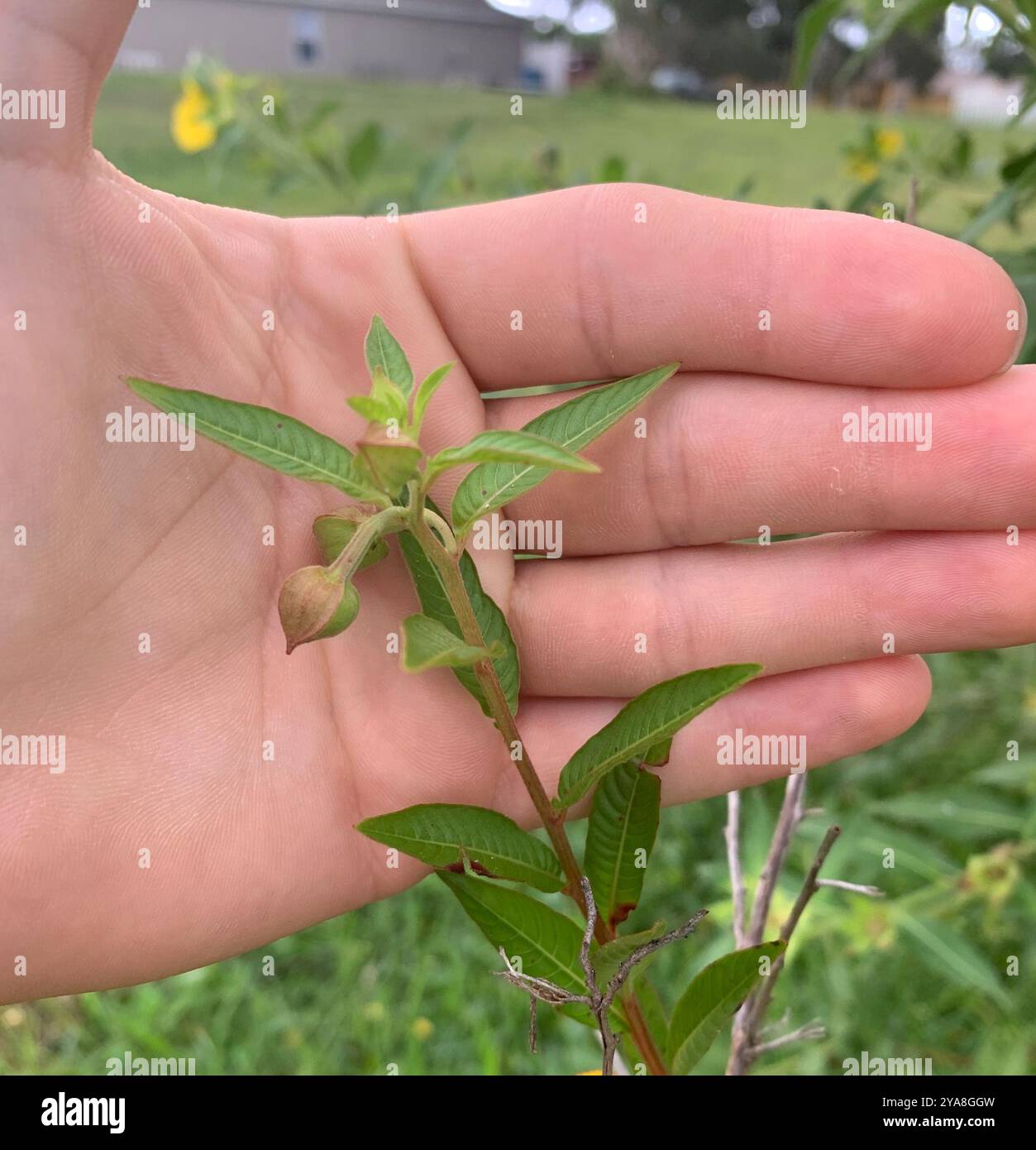Peruvian primrose-willow (Ludwigia peruviana) Plantae Stock Photo - Alamy
