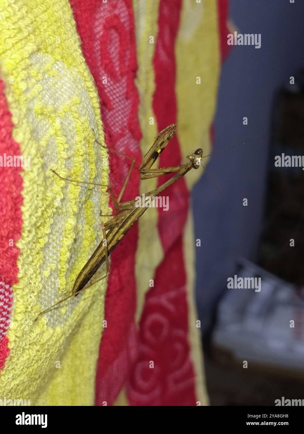 Asian Jumping Mantis (Statilia maculata) Insecta Stock Photo - Alamy