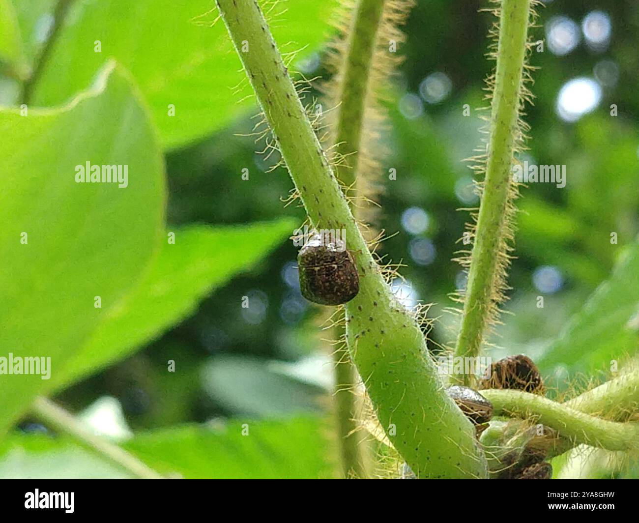 Kudzu Bug (Megacopta cribraria) Insecta Stock Photo - Alamy