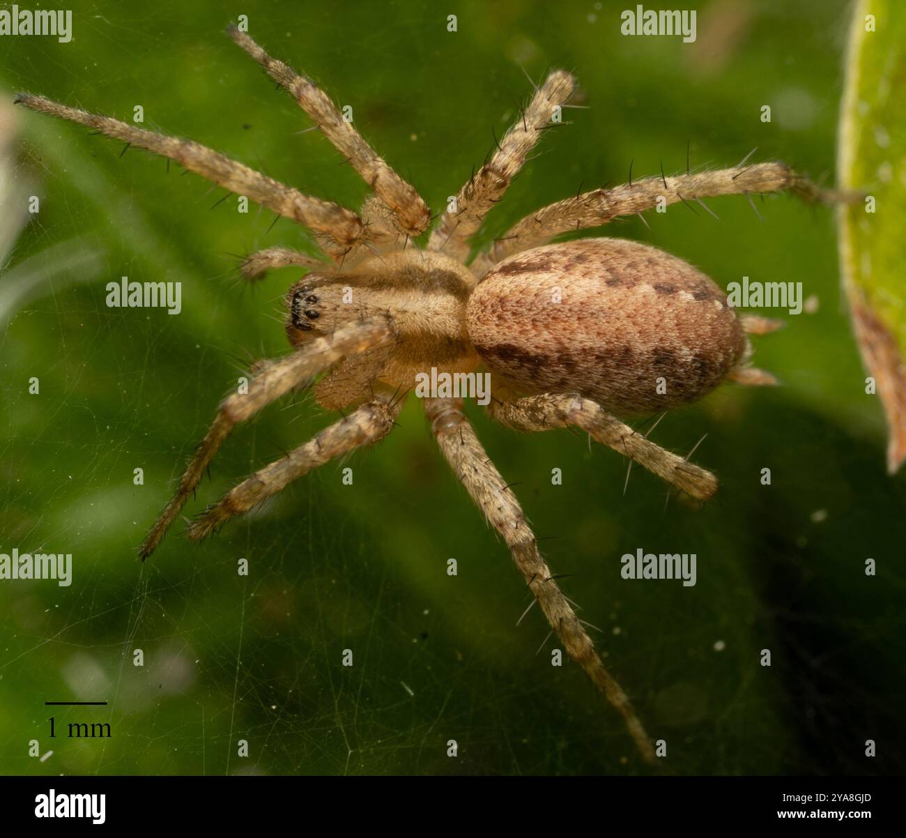Funnel Weavers (Agelenidae) Arachnida Stock Photo - Alamy
