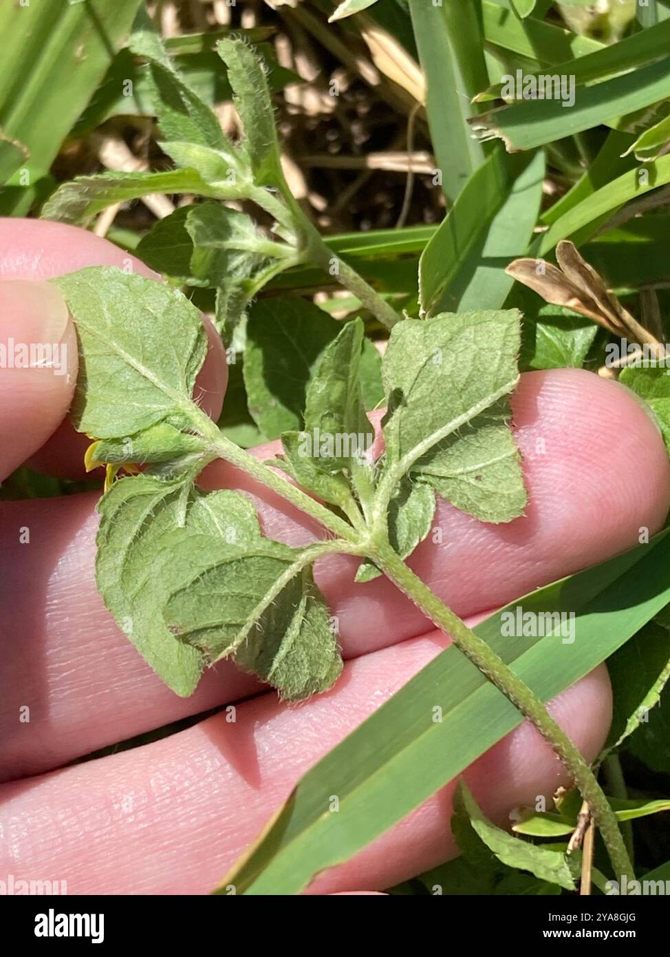 straggler daisy (Calyptocarpus vialis) Plantae Stock Photo - Alamy