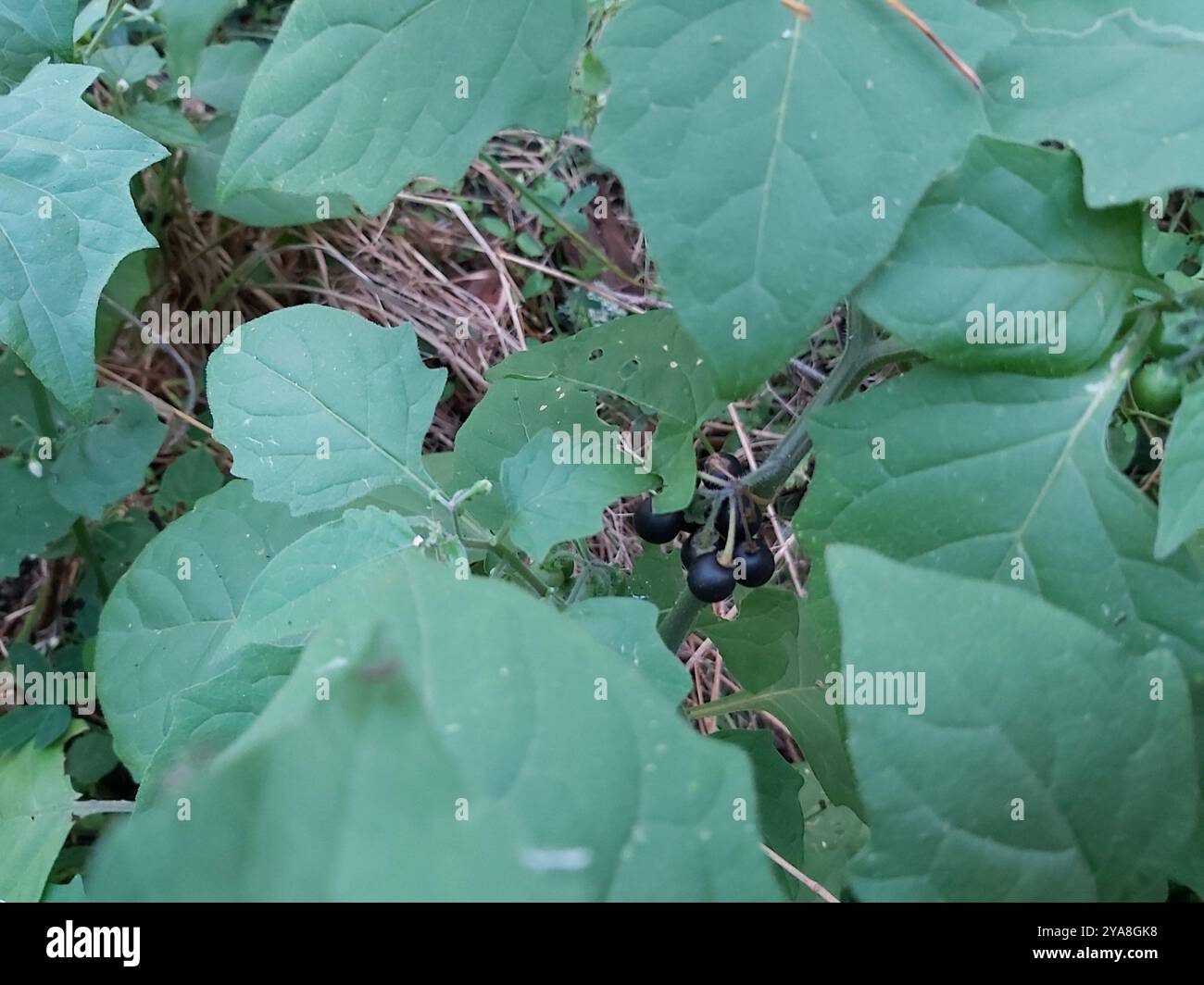 black nightshade (Solanum nigrum) Plantae Stock Photo - Alamy