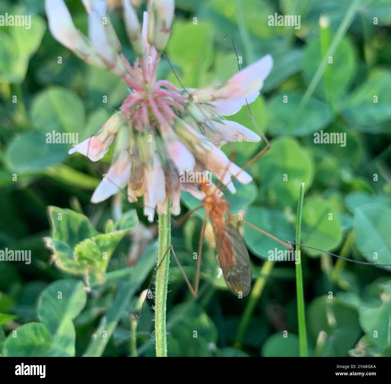 Large Crane Flies (Tipulidae) Insecta Stock Photo - Alamy