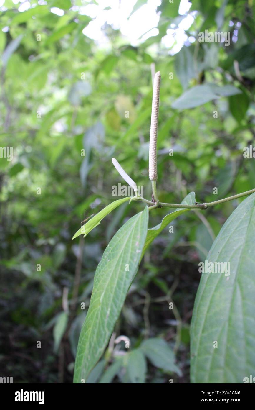 pepper plants (Piper) Plantae Stock Photo - Alamy