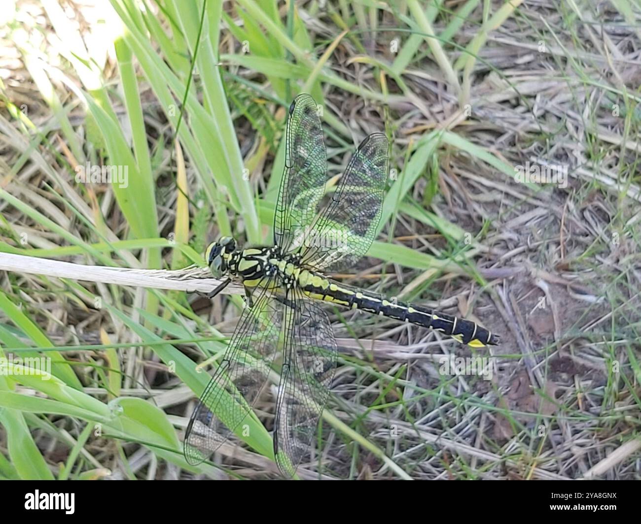 Gomphus insecta hi-res stock photography and images - Alamy
