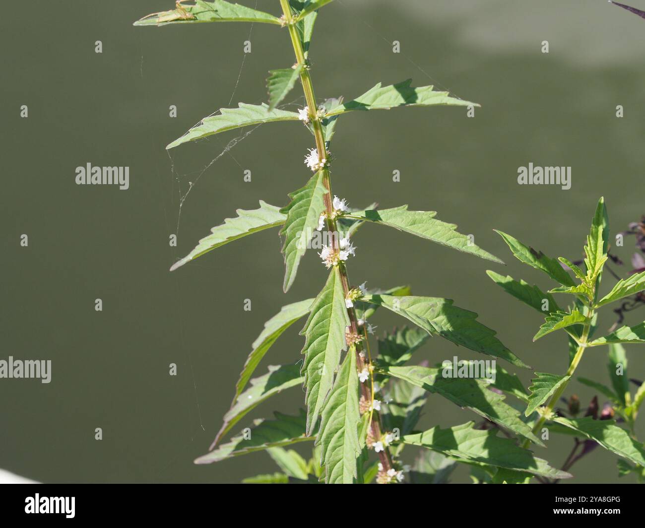 northern bugleweed (Lycopus uniflorus) Plantae Stock Photo - Alamy