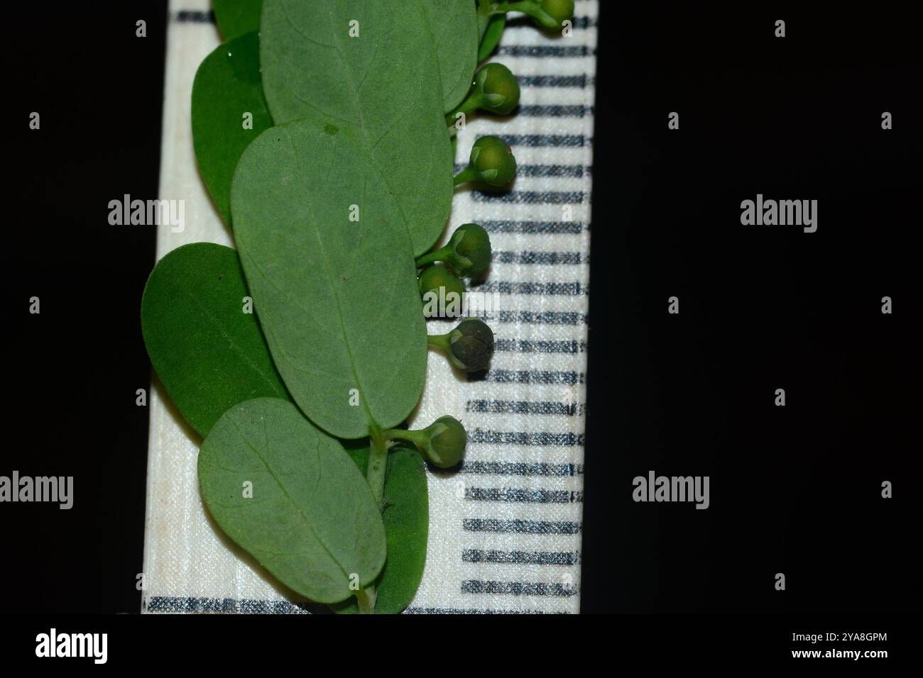 Gale of the Wind (Phyllanthus amarus) Plantae Stock Photo - Alamy