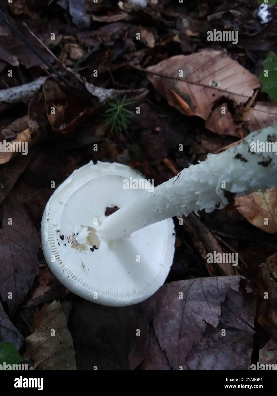 Eastern North American Destroying Angel (Amanita bisporigera) Fungi ...