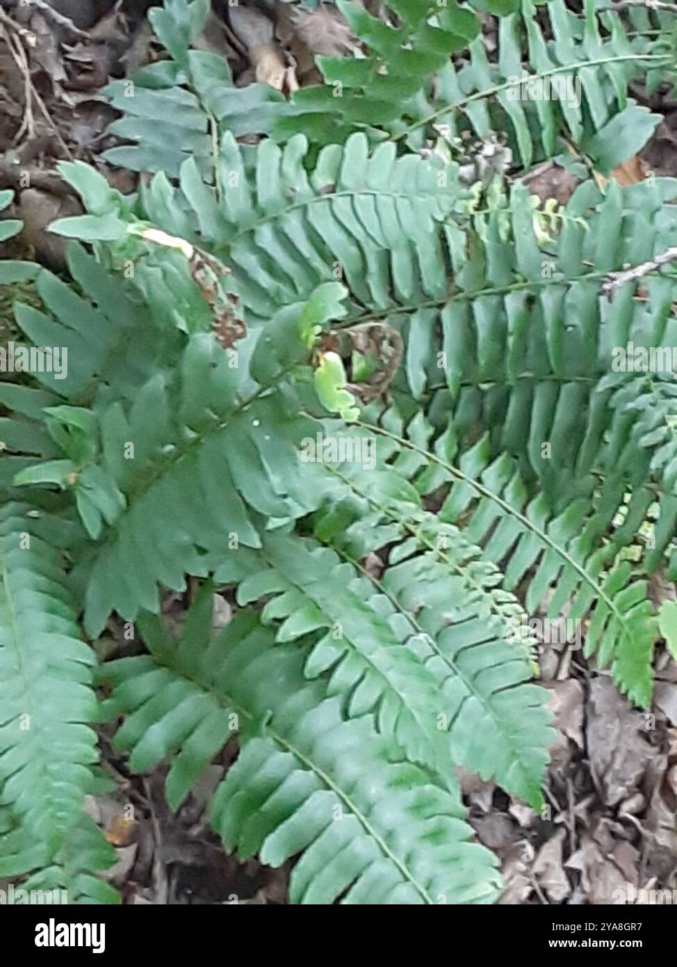 Christmas fern (Polystichum acrostichoides) Plantae Stock Photo - Alamy