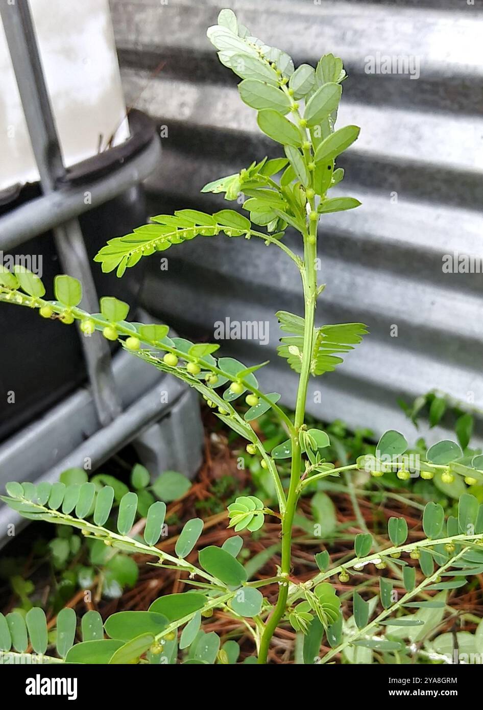 Chamberbitter (Phyllanthus urinaria) Plantae Stock Photo - Alamy