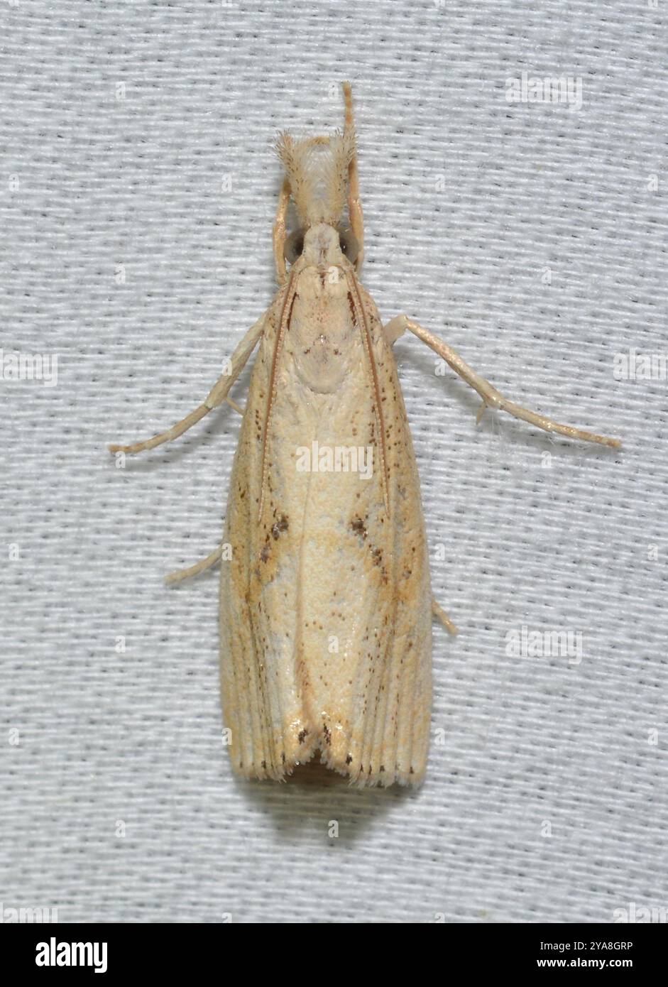 Rice Stalk Borer Moth (Chilo plejadellus) Insecta Stock Photo - Alamy