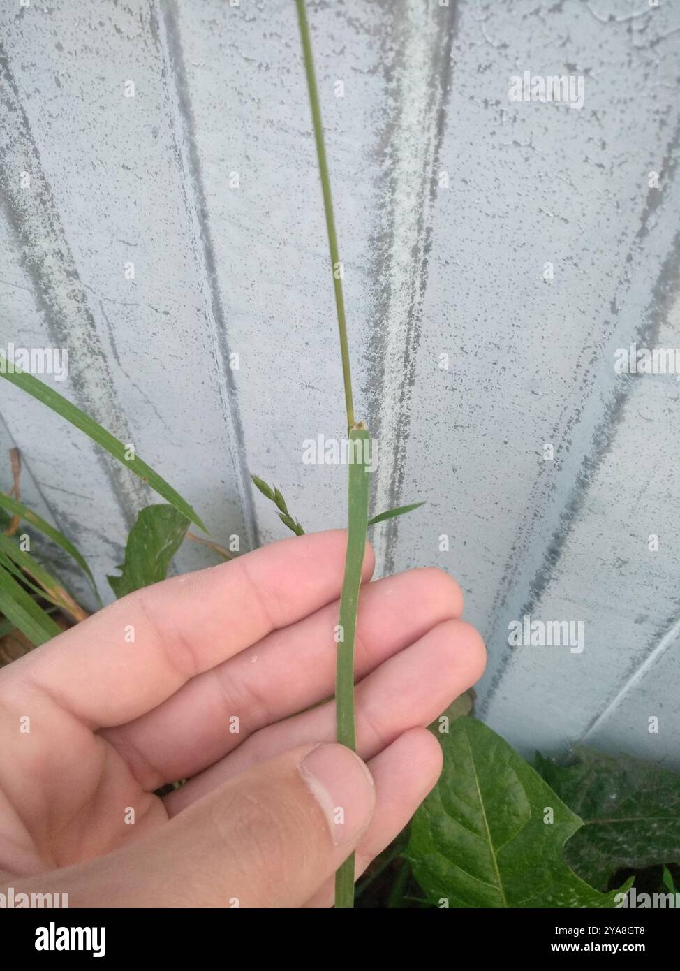 Italian Ryegrass (Lolium multiflorum) Plantae Stock Photo - Alamy