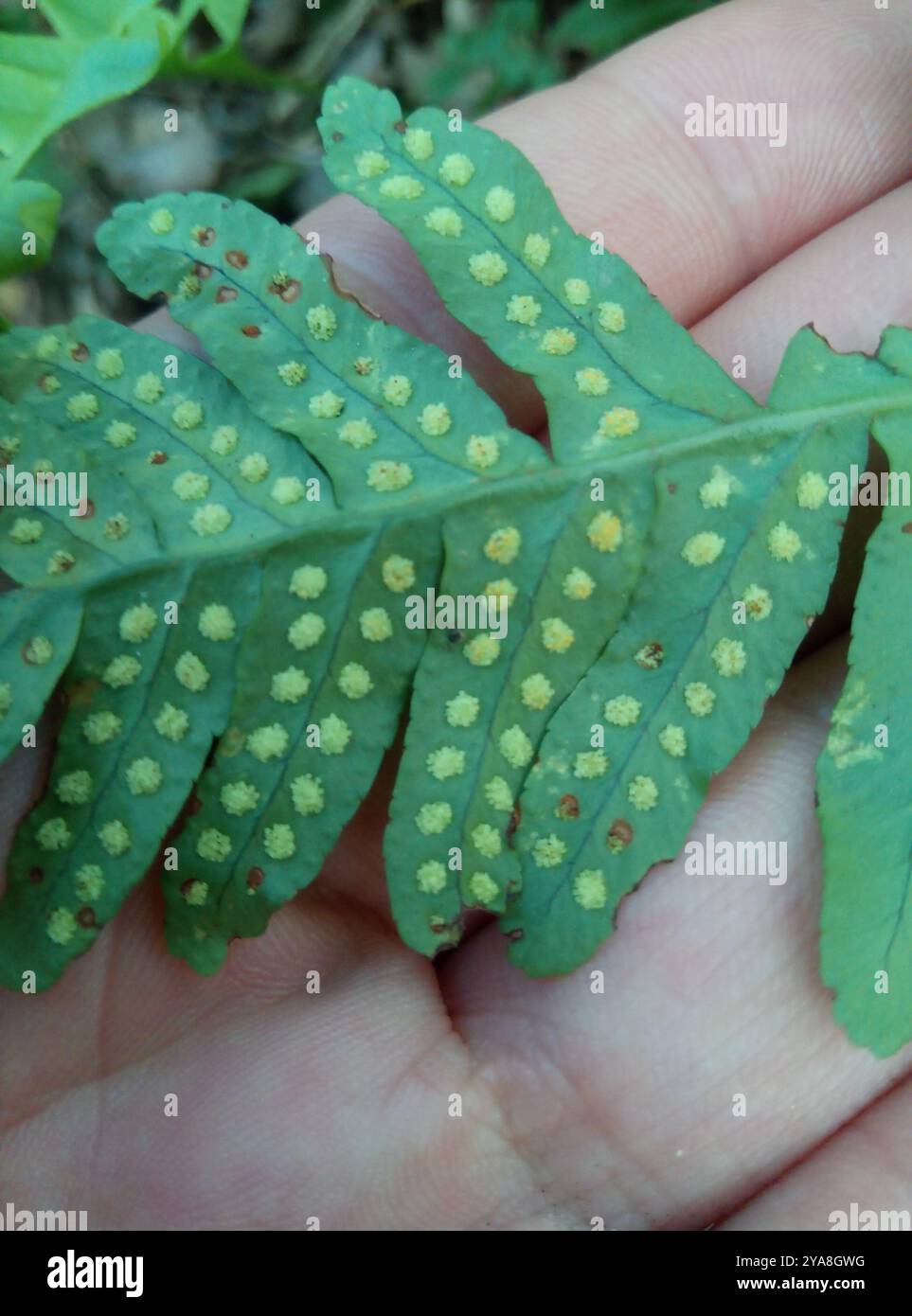 common polypody (Polypodium vulgare) Plantae Stock Photo - Alamy