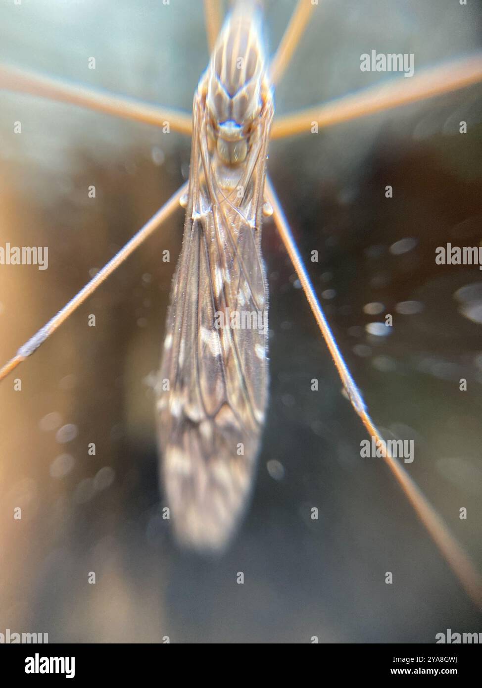 Large Crane Flies (Tipulidae) Insecta Stock Photo - Alamy