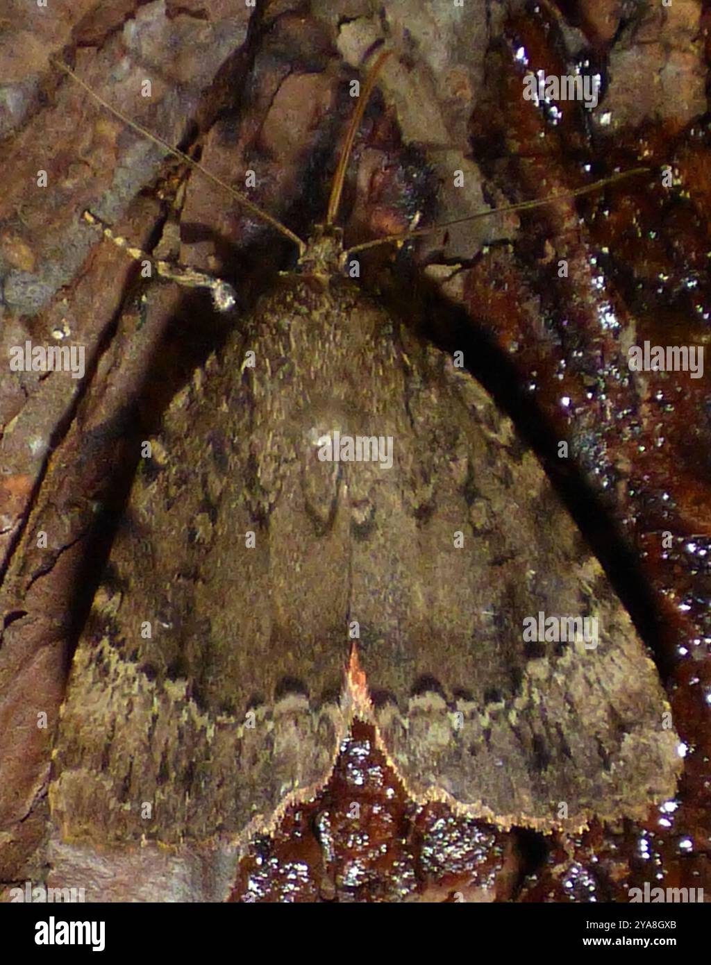 American Copper Underwing (Amphipyra pyramidoides) Insecta Stock Photo ...