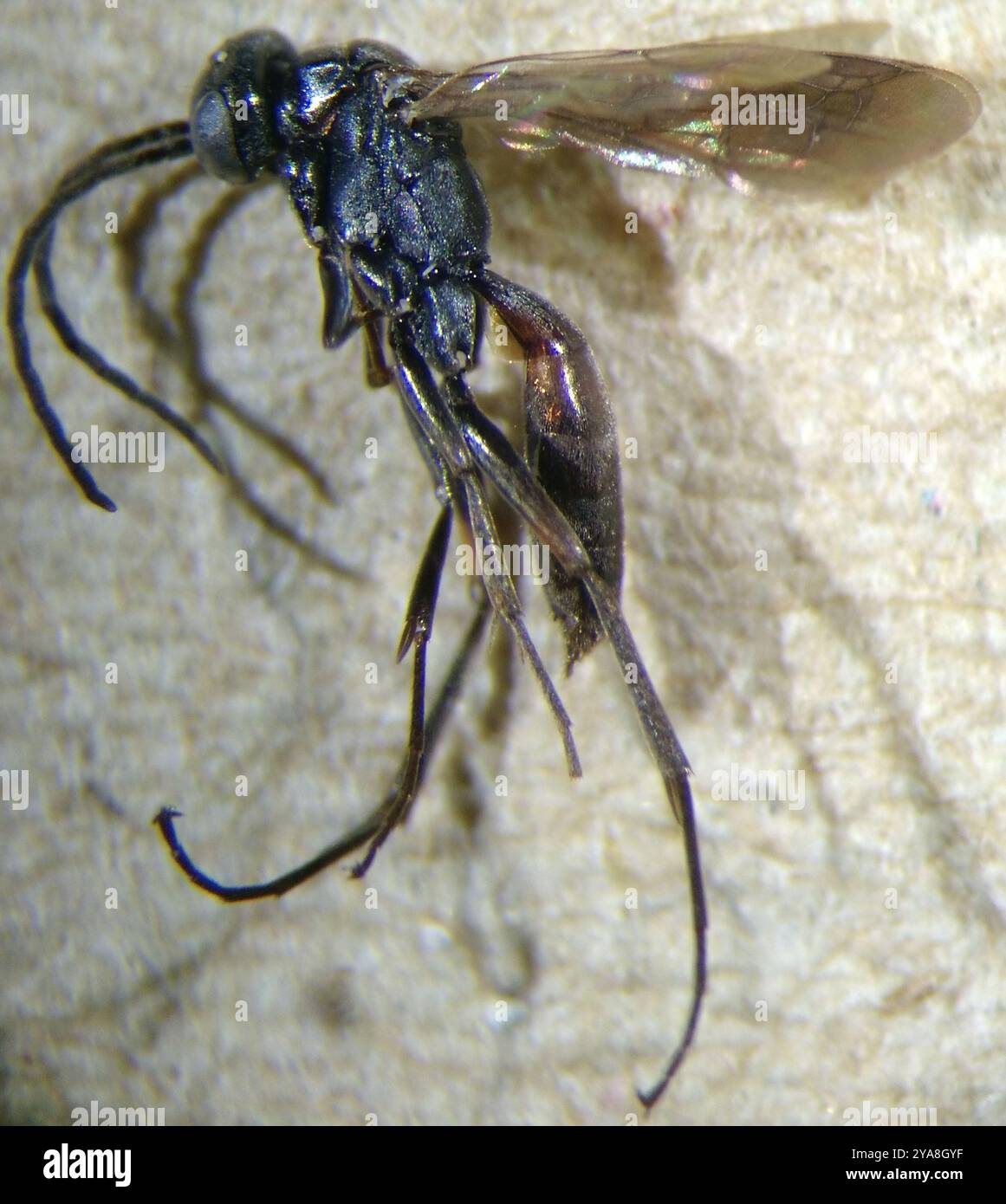 Spider Wasps (Pompilidae) Insecta Stock Photo - Alamy