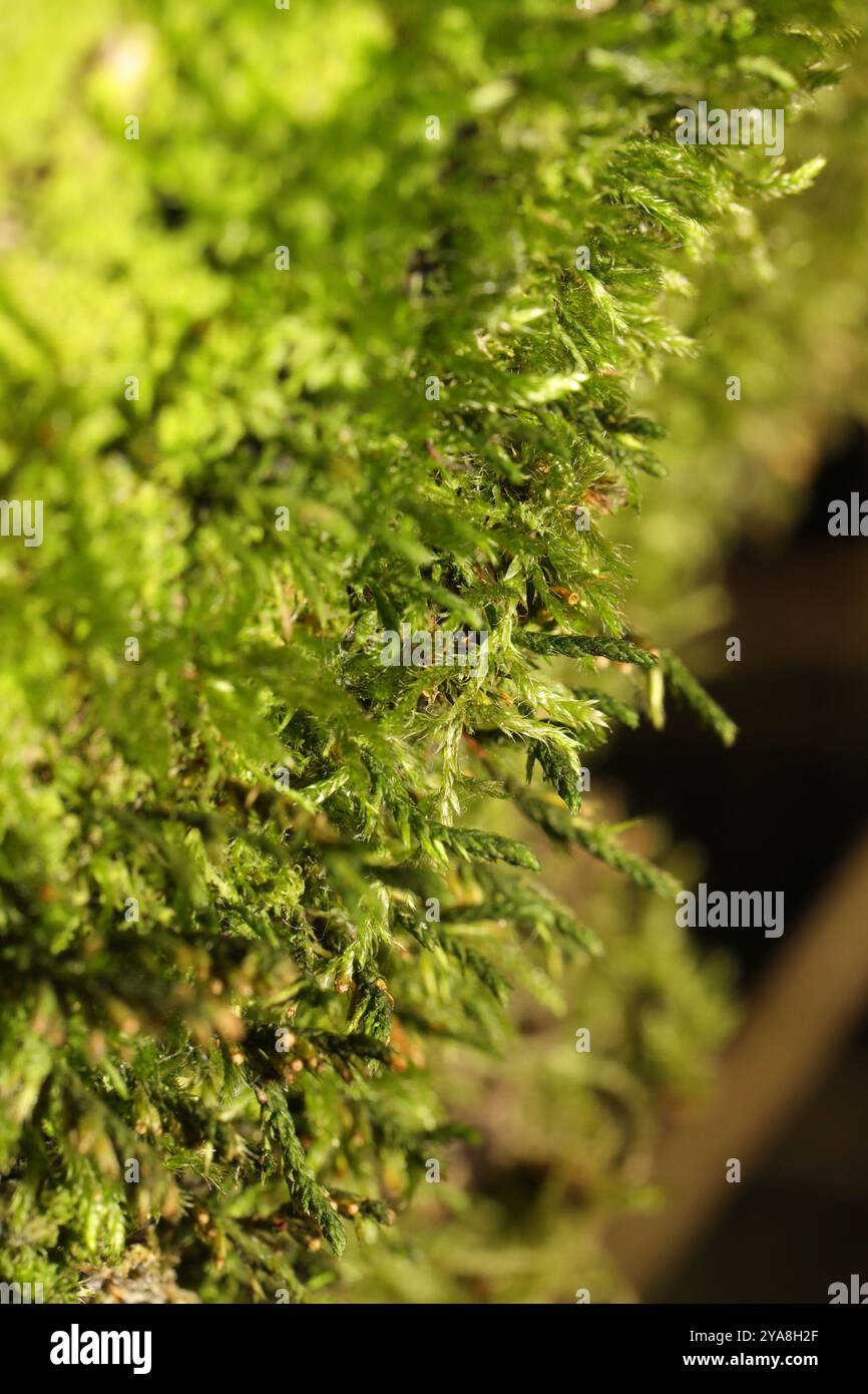 Lateral Cryphaea (Cryphaea heteromalla) Plantae Stock Photo - Alamy
