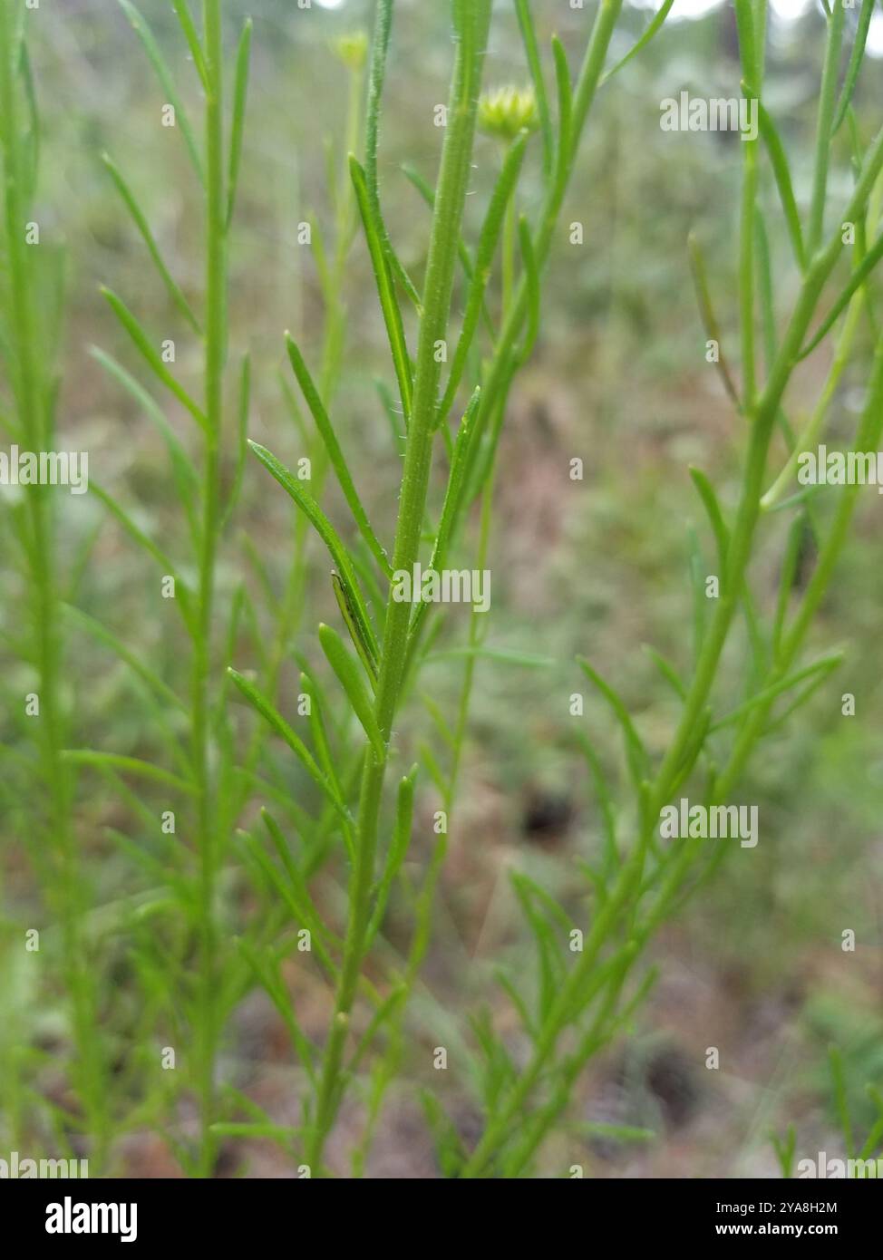 Balduina hi-res stock photography and images - Alamy