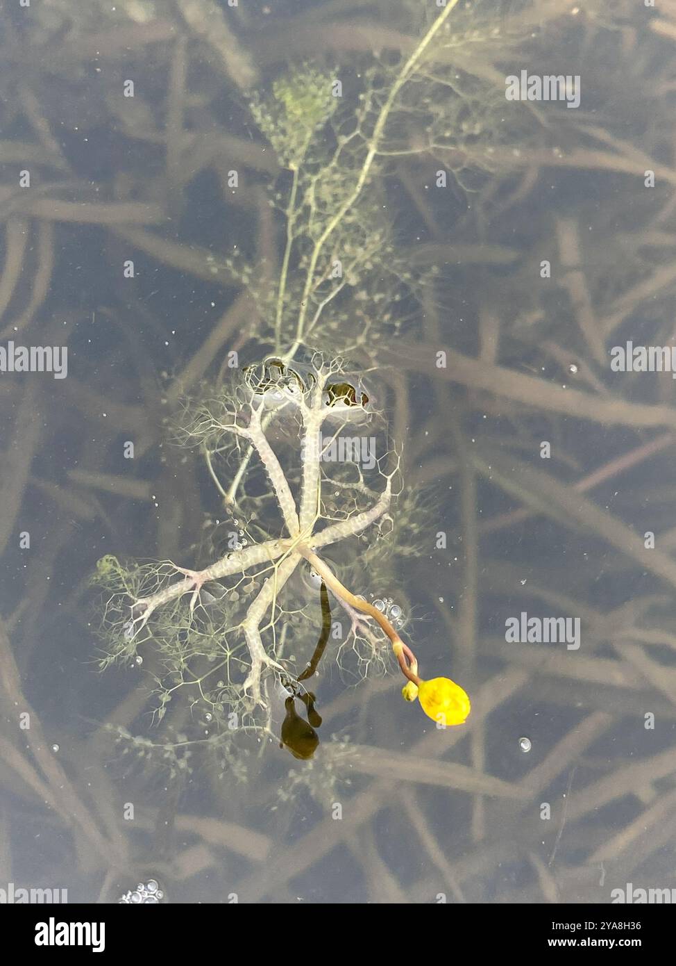 Small Swollen Bladderwort (Utricularia radiata) Plantae Stock Photo - Alamy
