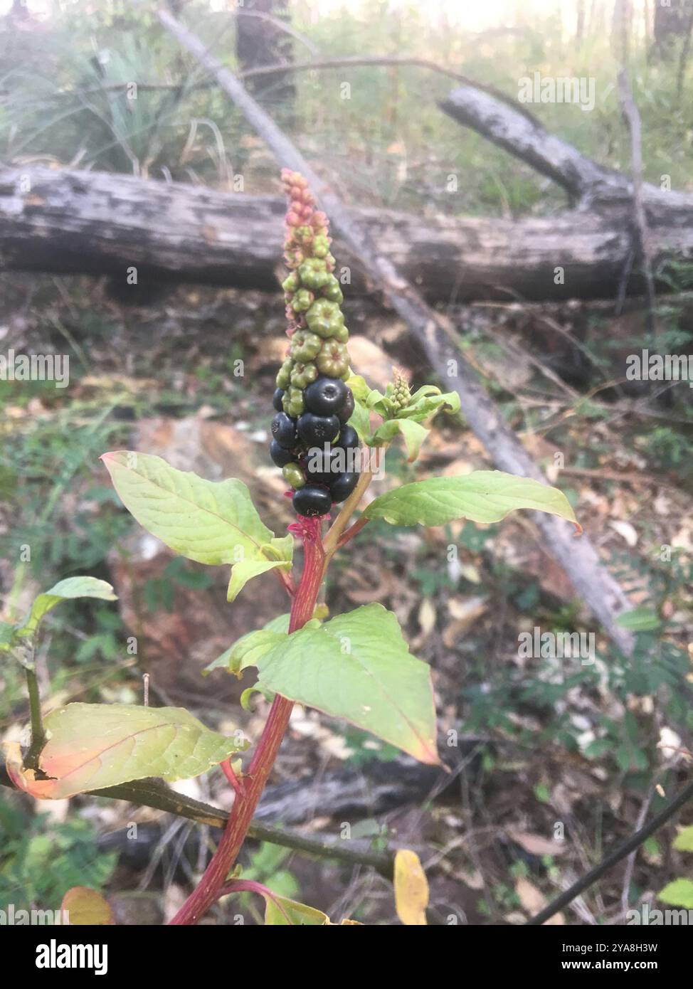 Inkweed (Phytolacca octandra) Plantae Stock Photo - Alamy