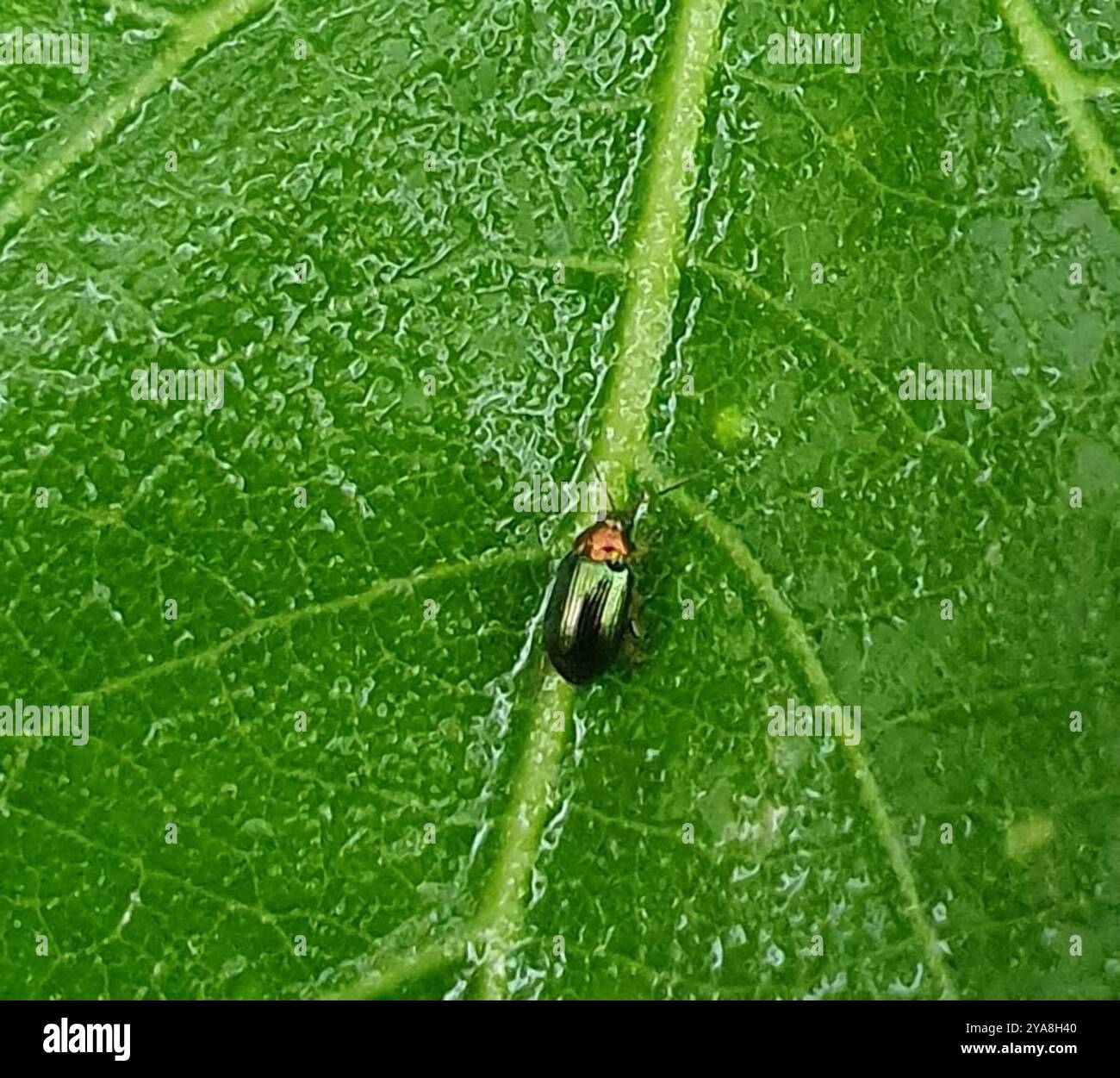 Studded Flea Beetles (Crepidodera) Insecta Stock Photo - Alamy