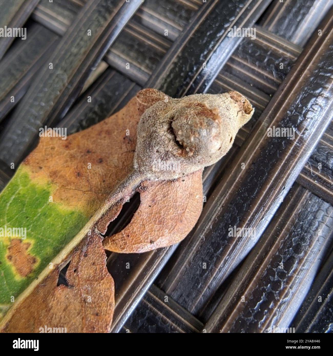 Oak Petiole Gall Wasp (Andricus quercuspetiolicola) Insecta Stock Photo ...