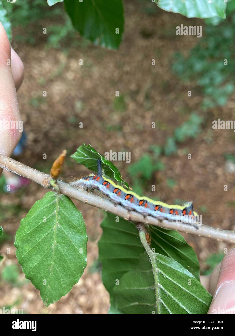 Grey Dagger (Acronicta psi) Insecta Stock Photo - Alamy