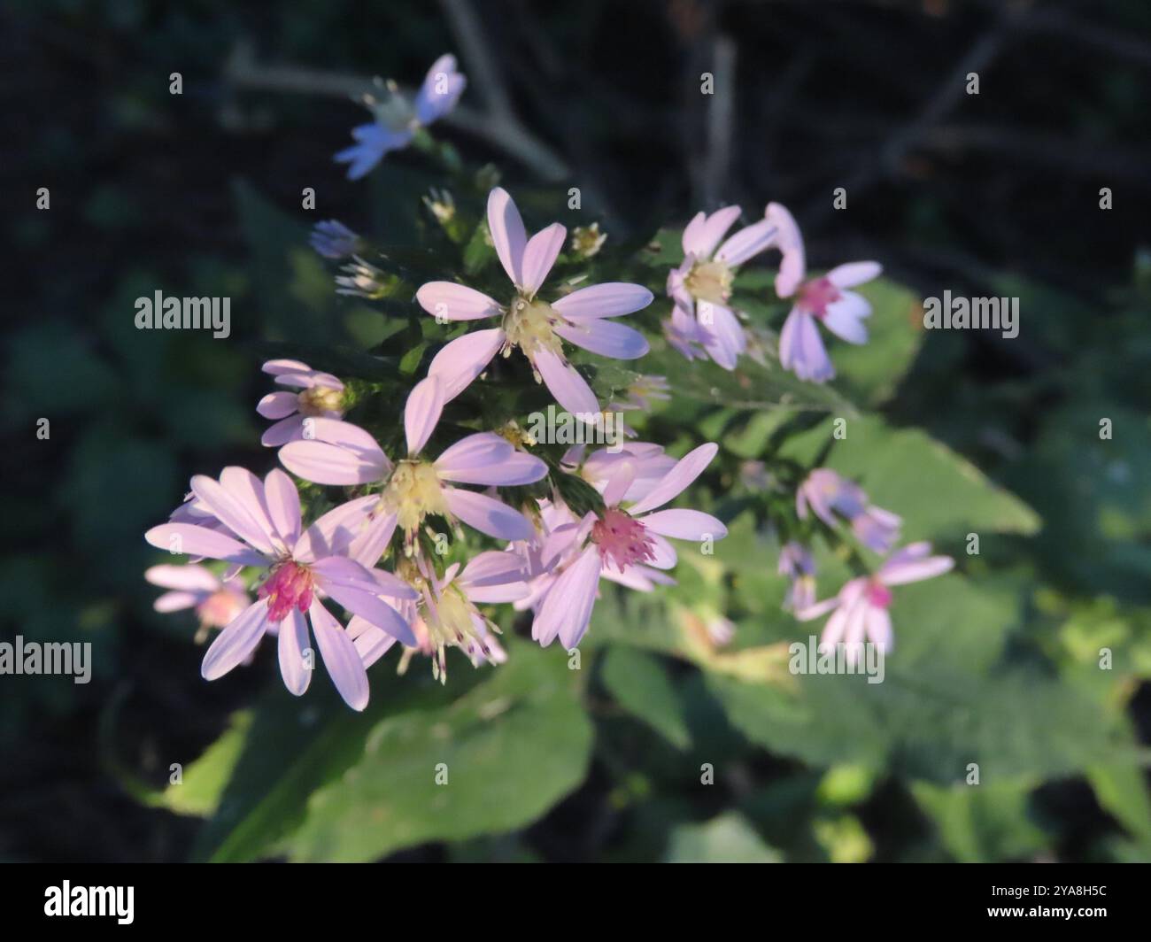 American asters (Symphyotrichum) Plantae Stock Photo - Alamy