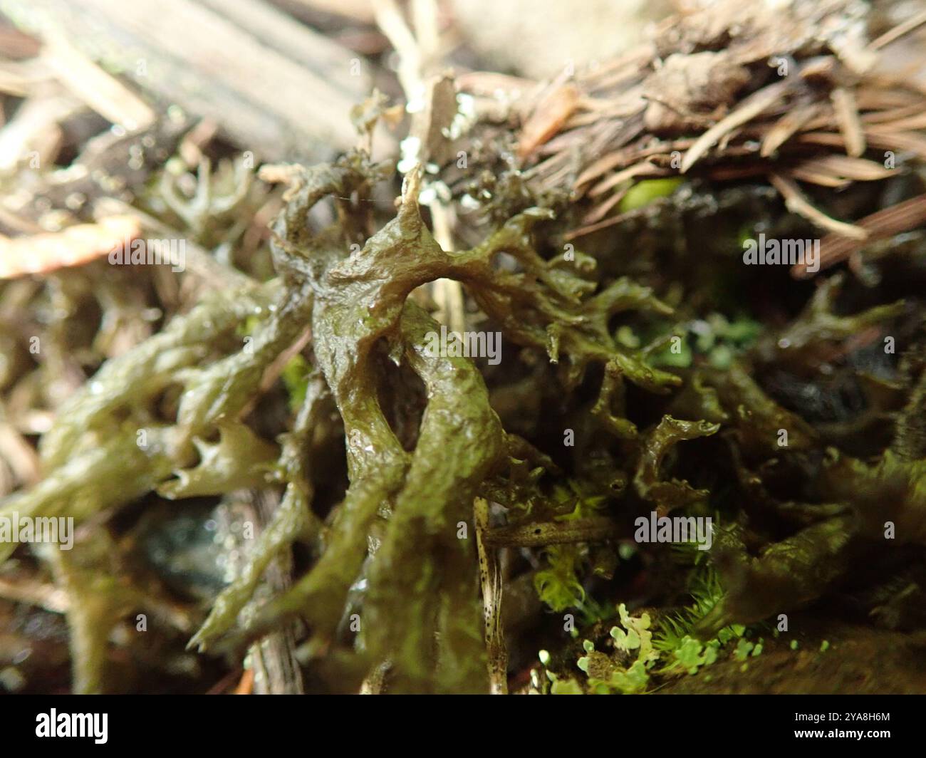 Antlered Jellyskin Lichen (Scytinium palmatum) Fungi Stock Photo - Alamy