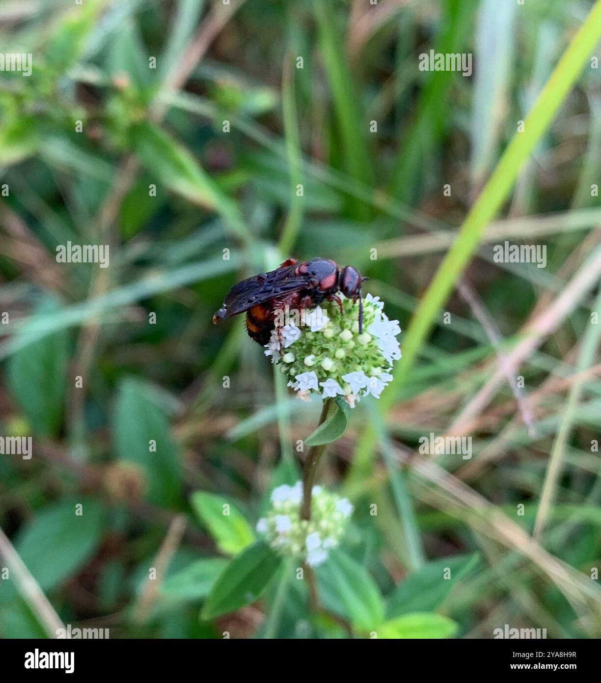 Scoliid Wasps (Scoliidae) Insecta Stock Photo - Alamy
