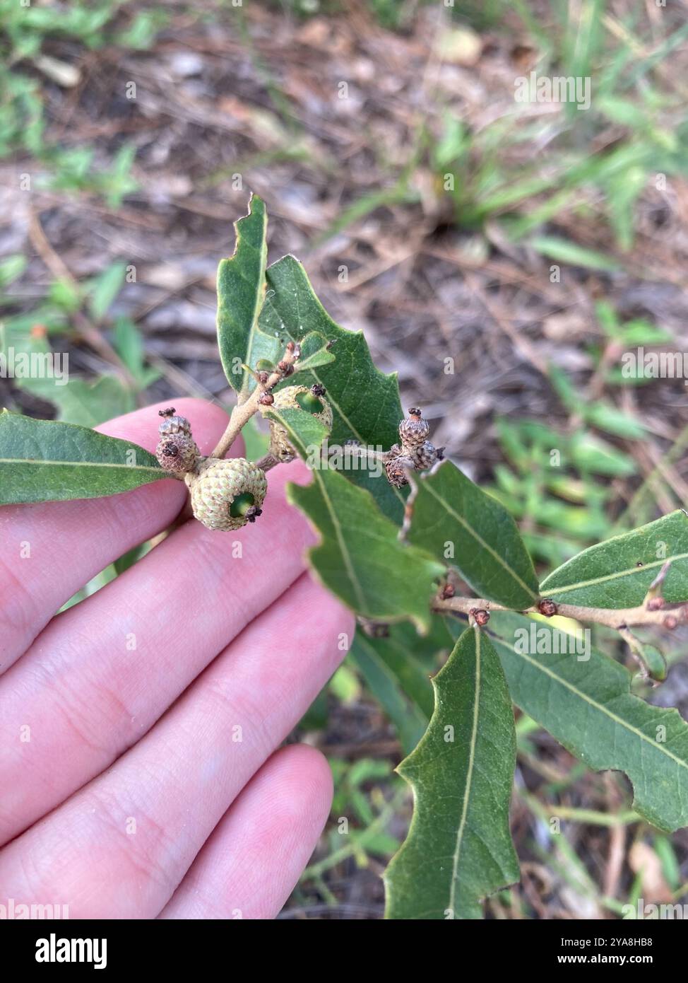 dwarf live oak (Quercus minima) Plantae Stock Photo - Alamy