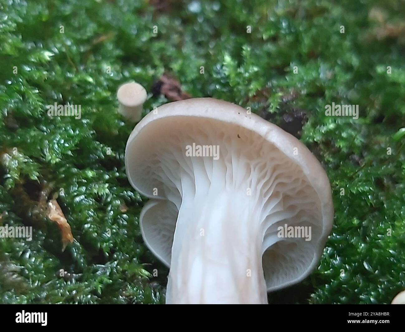 Branching Oyster (Pleurotus cornucopiae) Fungi Stock Photo - Alamy