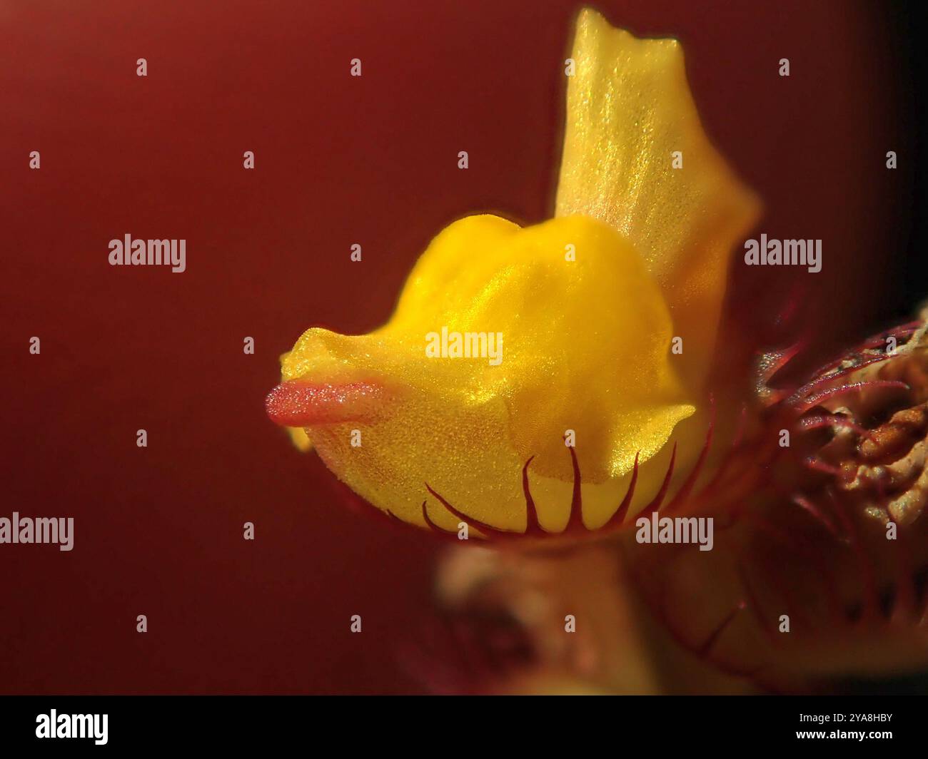 Fringed Bladderwort (Utricularia simulans) Plantae Stock Photo - Alamy