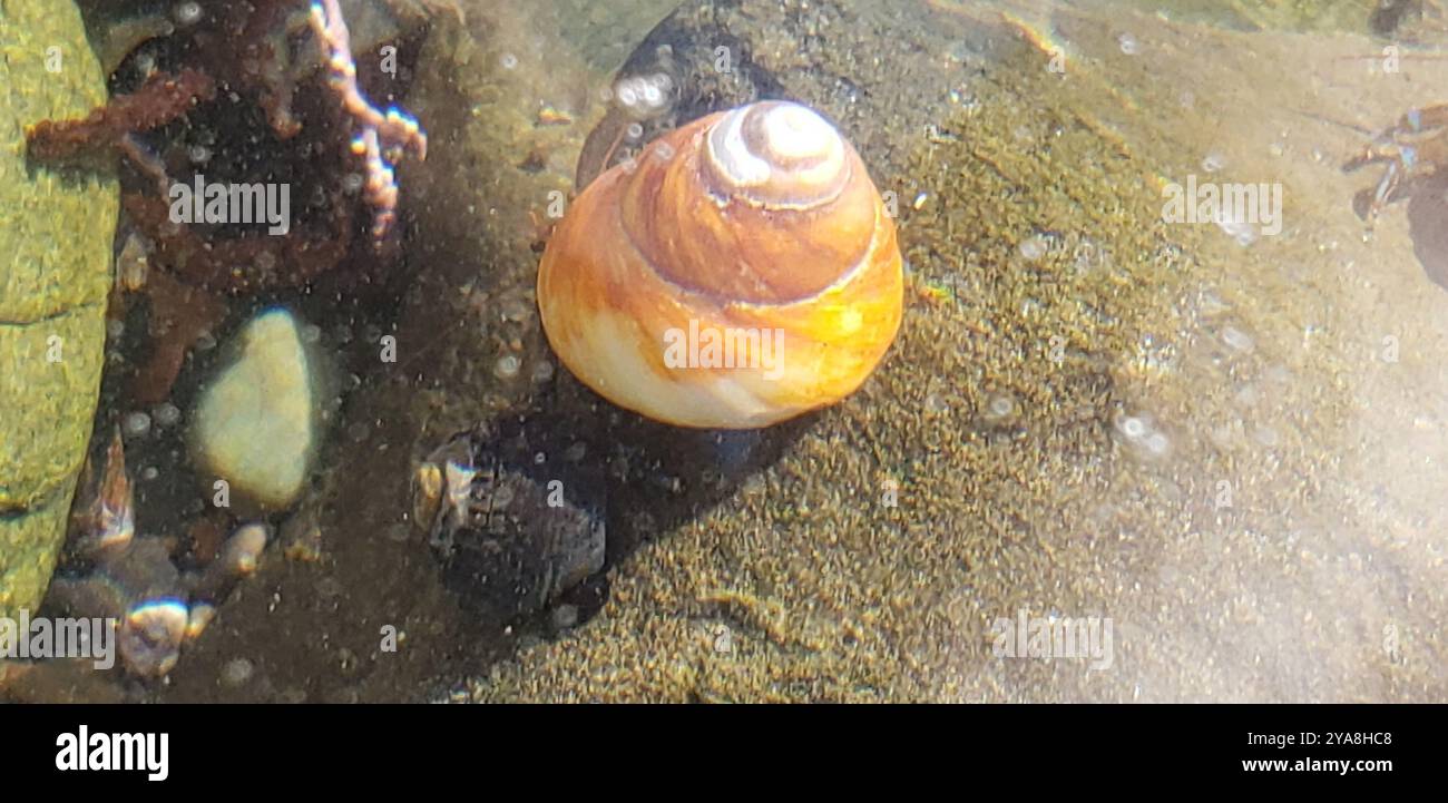 Tegula brunnea hi-res stock photography and images - Alamy