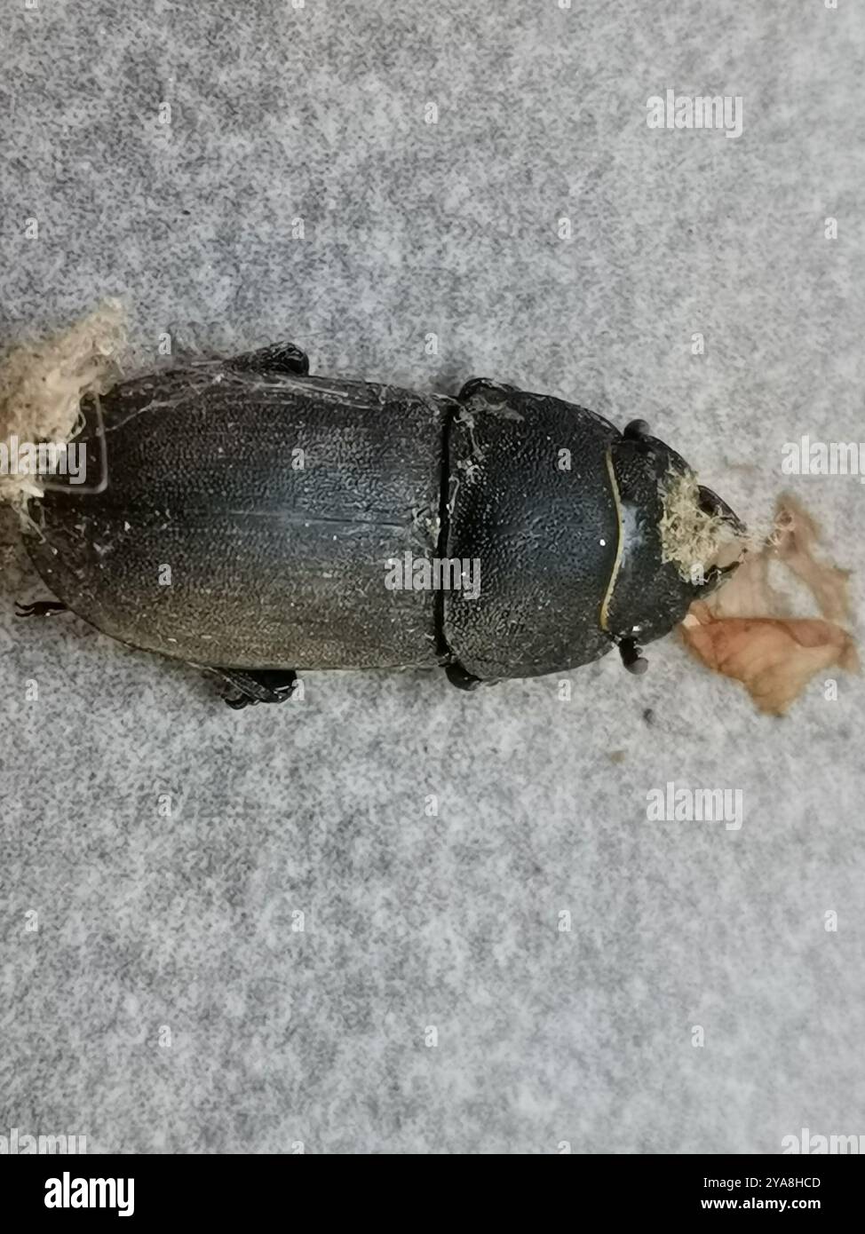 Lesser Stag Beetle (Dorcus parallelipipedus) Insecta Stock Photo - Alamy