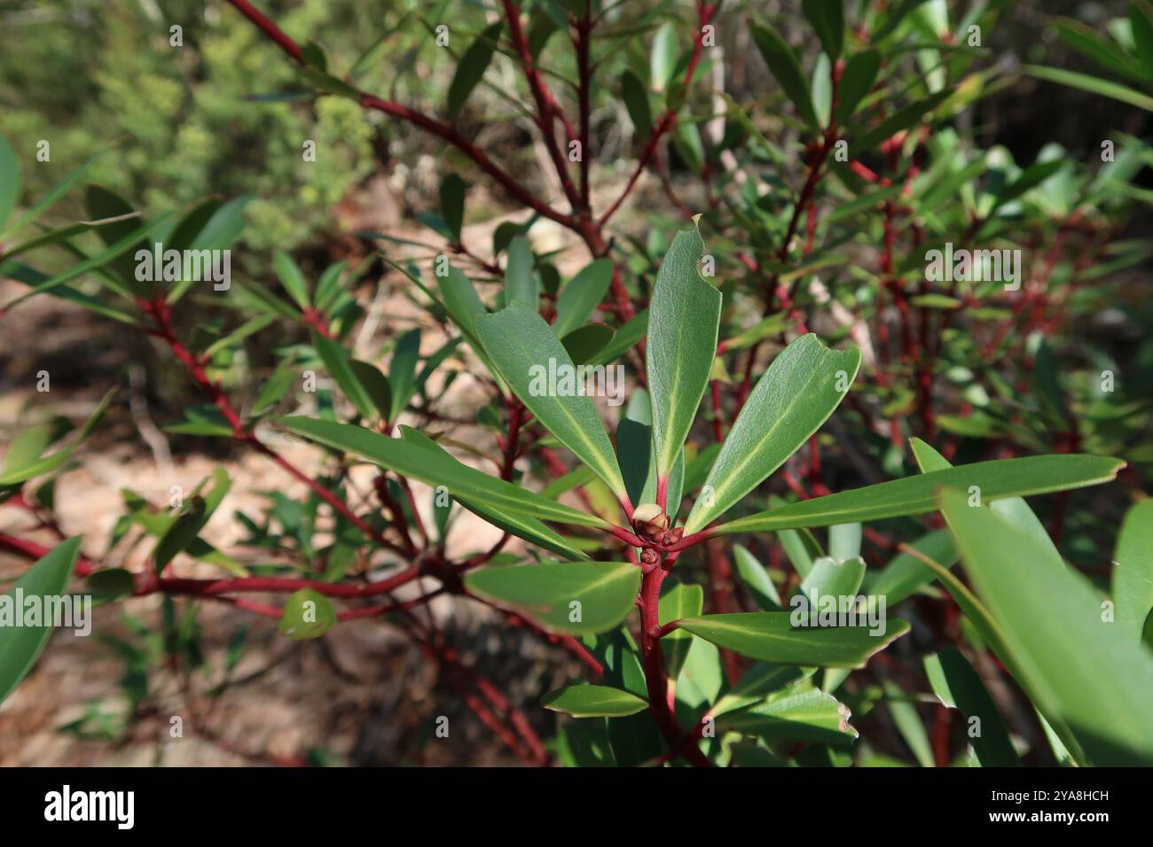 Mountain Pepper (Tasmannia lanceolata) Plantae Stock Photo - Alamy