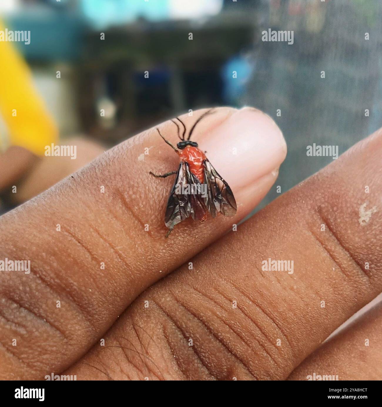 Argid sawflies hi-res stock photography and images - Alamy