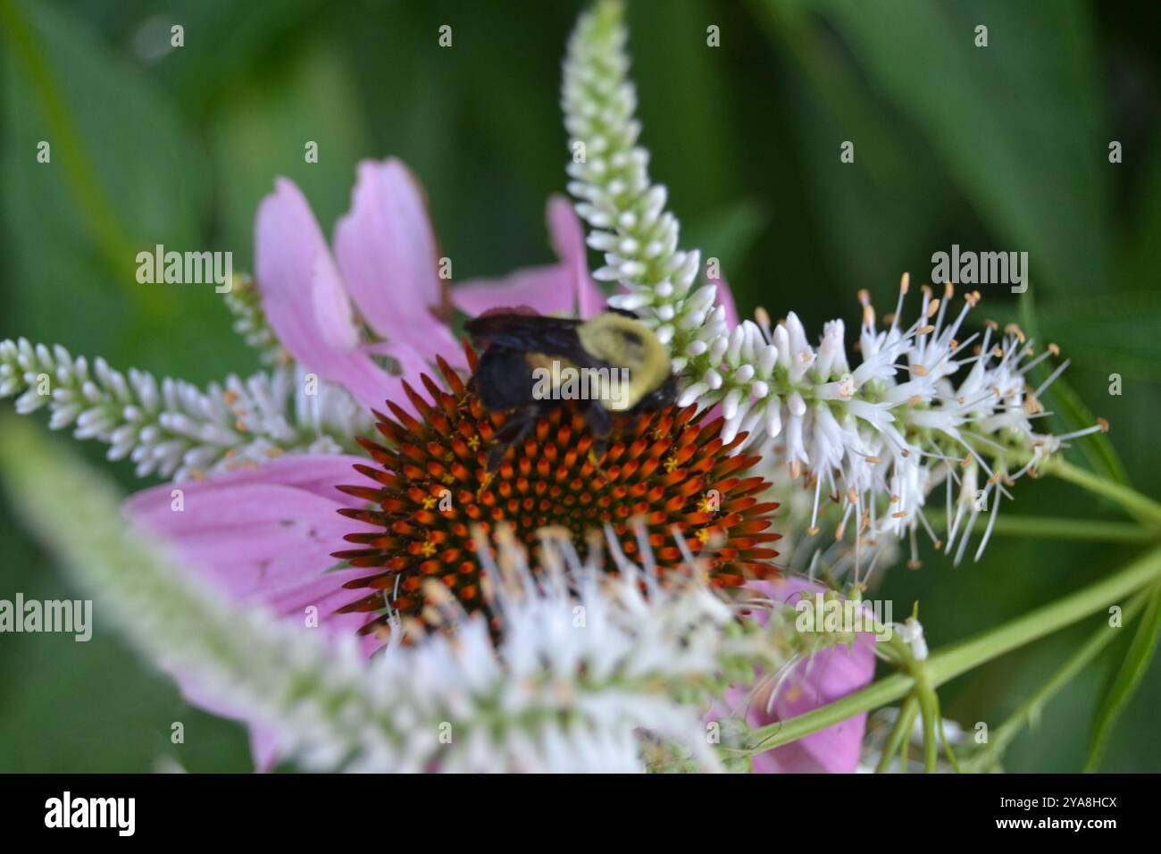 Culver's root (Veronicastrum virginicum) Plantae Stock Photo - Alamy