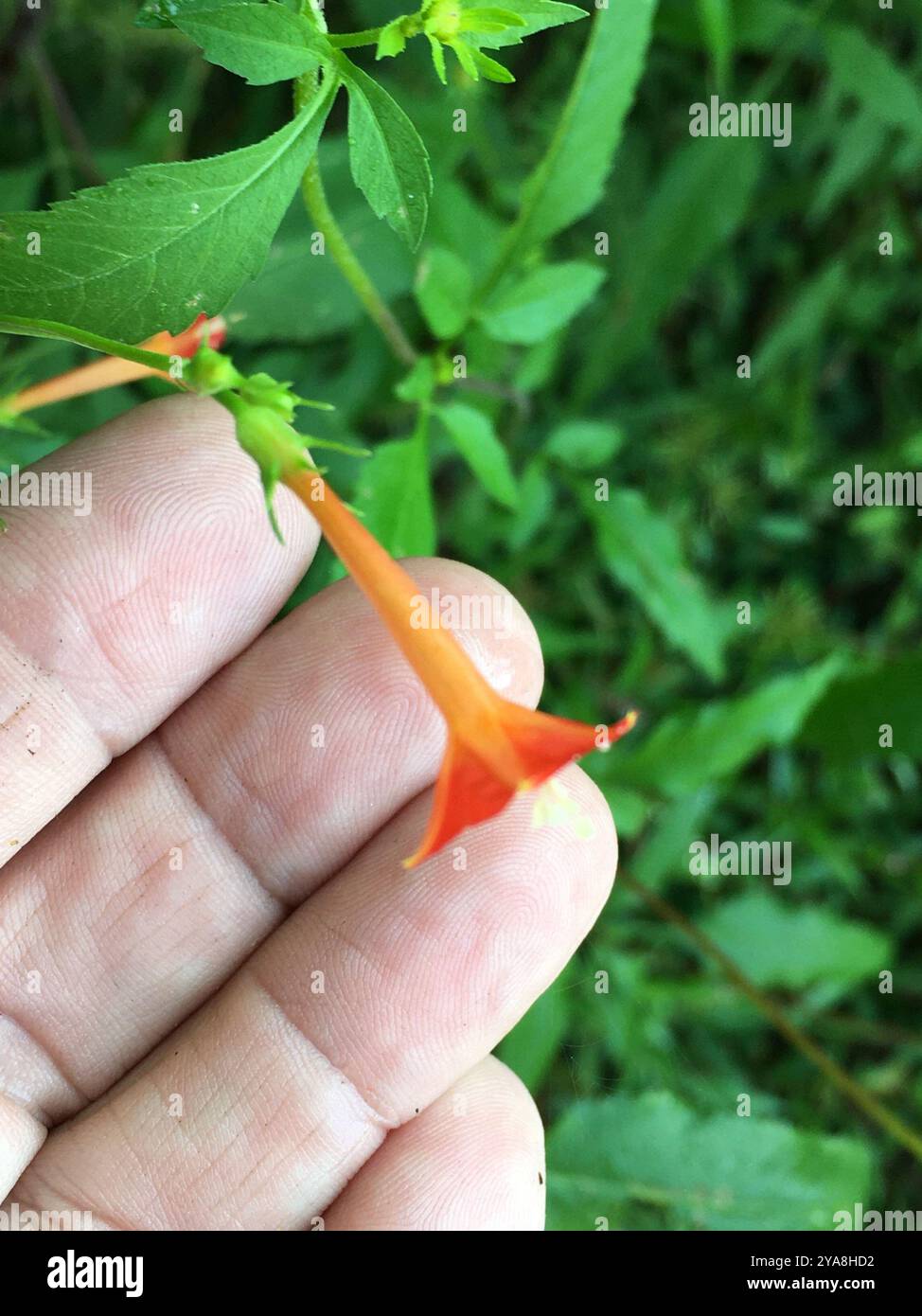 red morning glory (Ipomoea coccinea) Plantae Stock Photo - Alamy