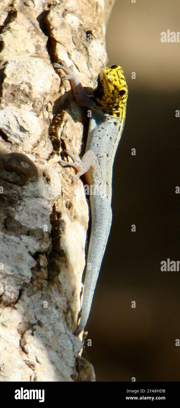 Painted Dwarf Gecko (Lygodactylus picturatus) Reptilia Stock Photo - Alamy