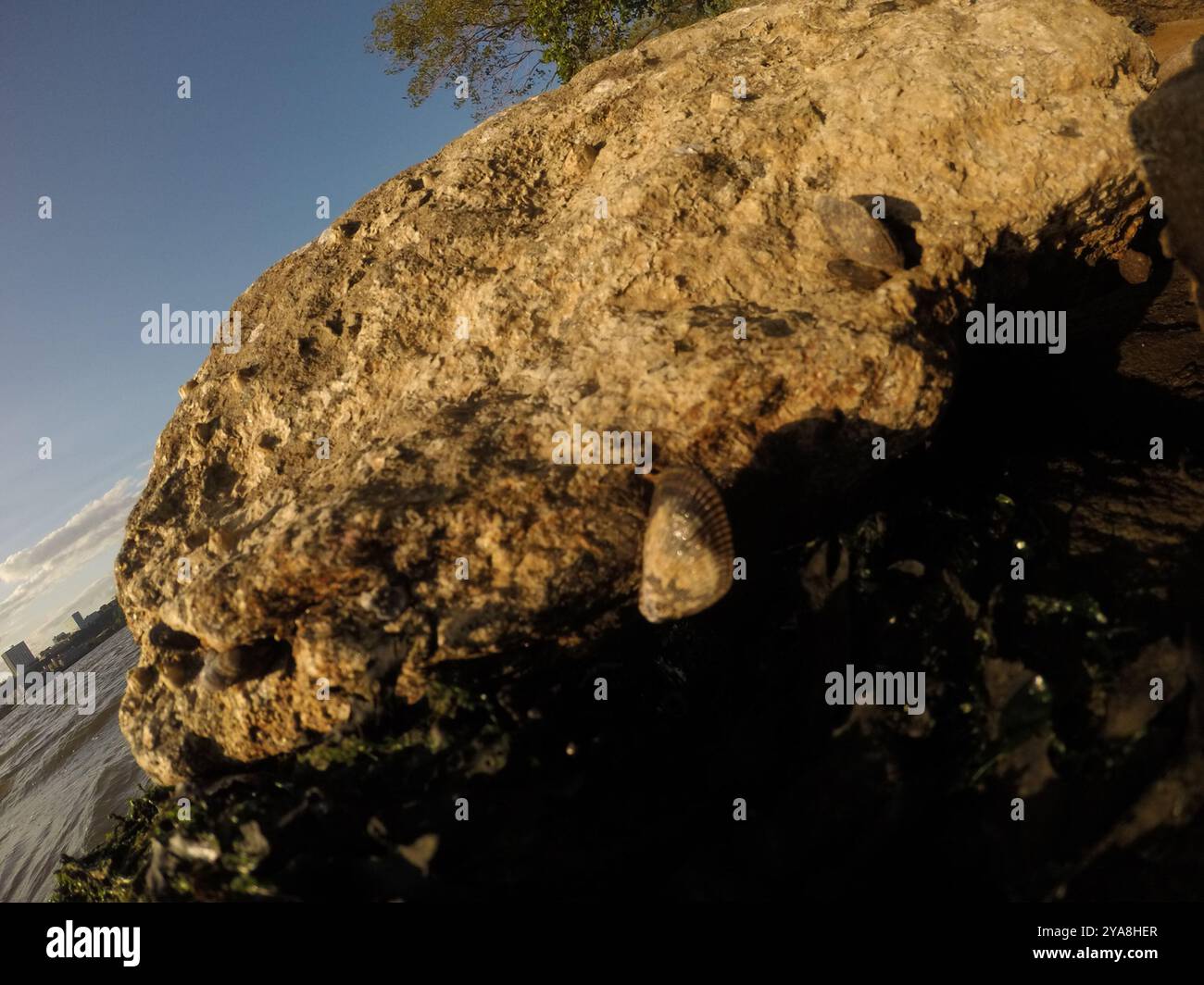 Hooked Mussel (Ischadium recurvum) Mollusca Stock Photo - Alamy