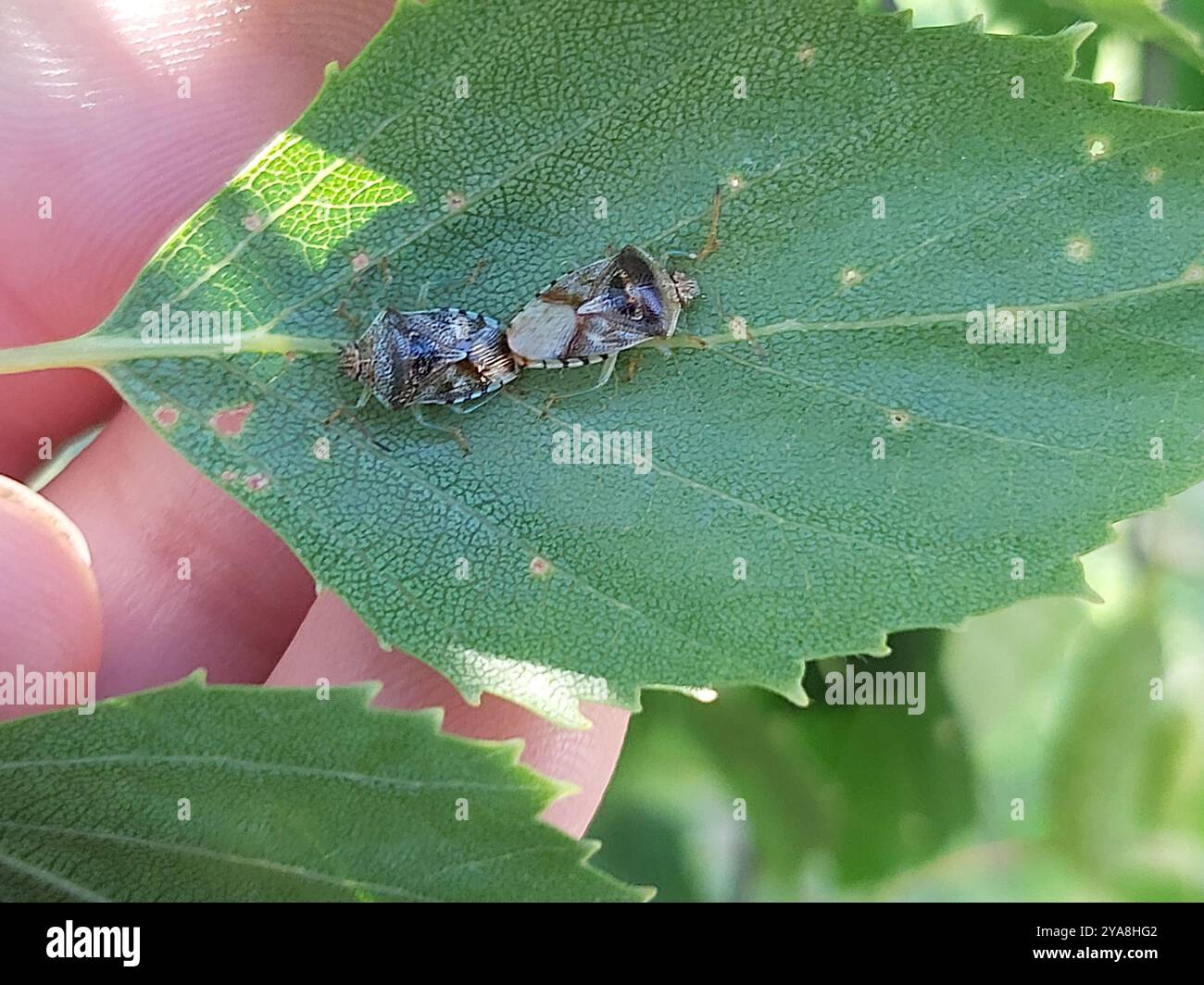 Parent Bug (Elasmucha grisea) Insecta Stock Photo - Alamy