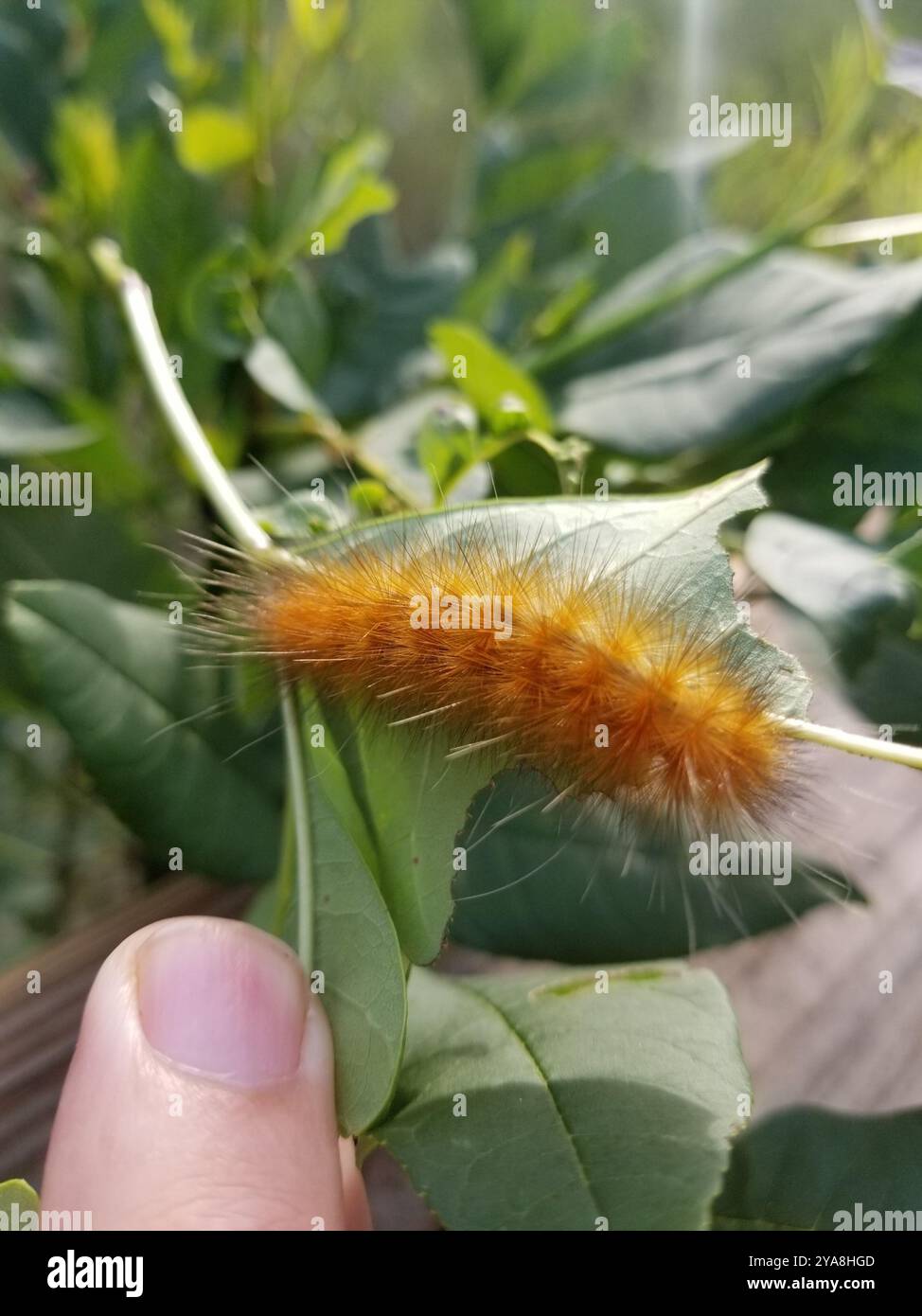 Virginian Tiger Moth (Spilosoma virginica) Insecta Stock Photo - Alamy