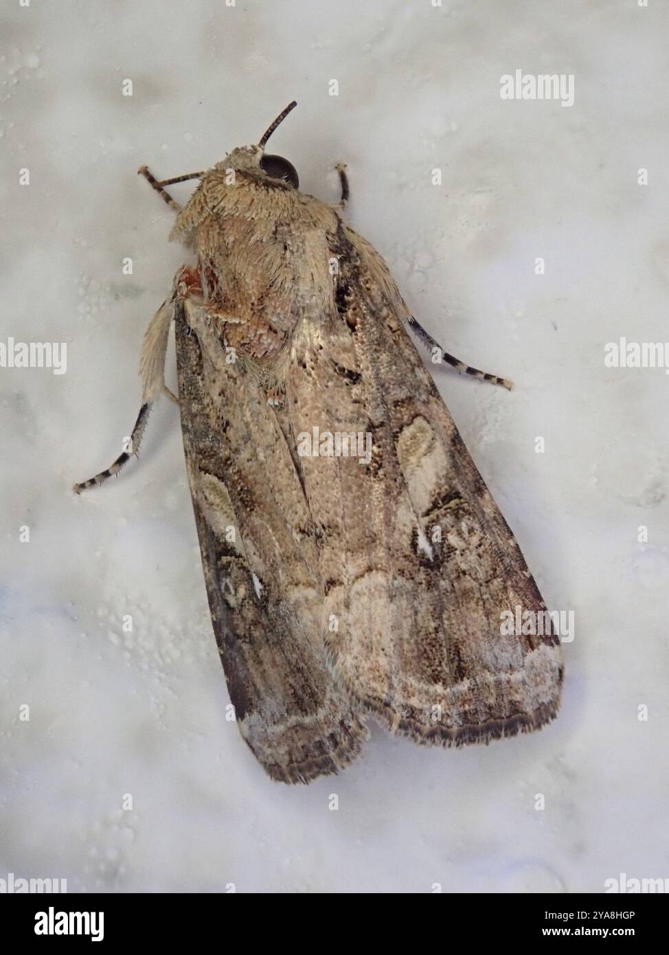 Fall Armyworm Moth (Spodoptera frugiperda) Insecta Stock Photo - Alamy