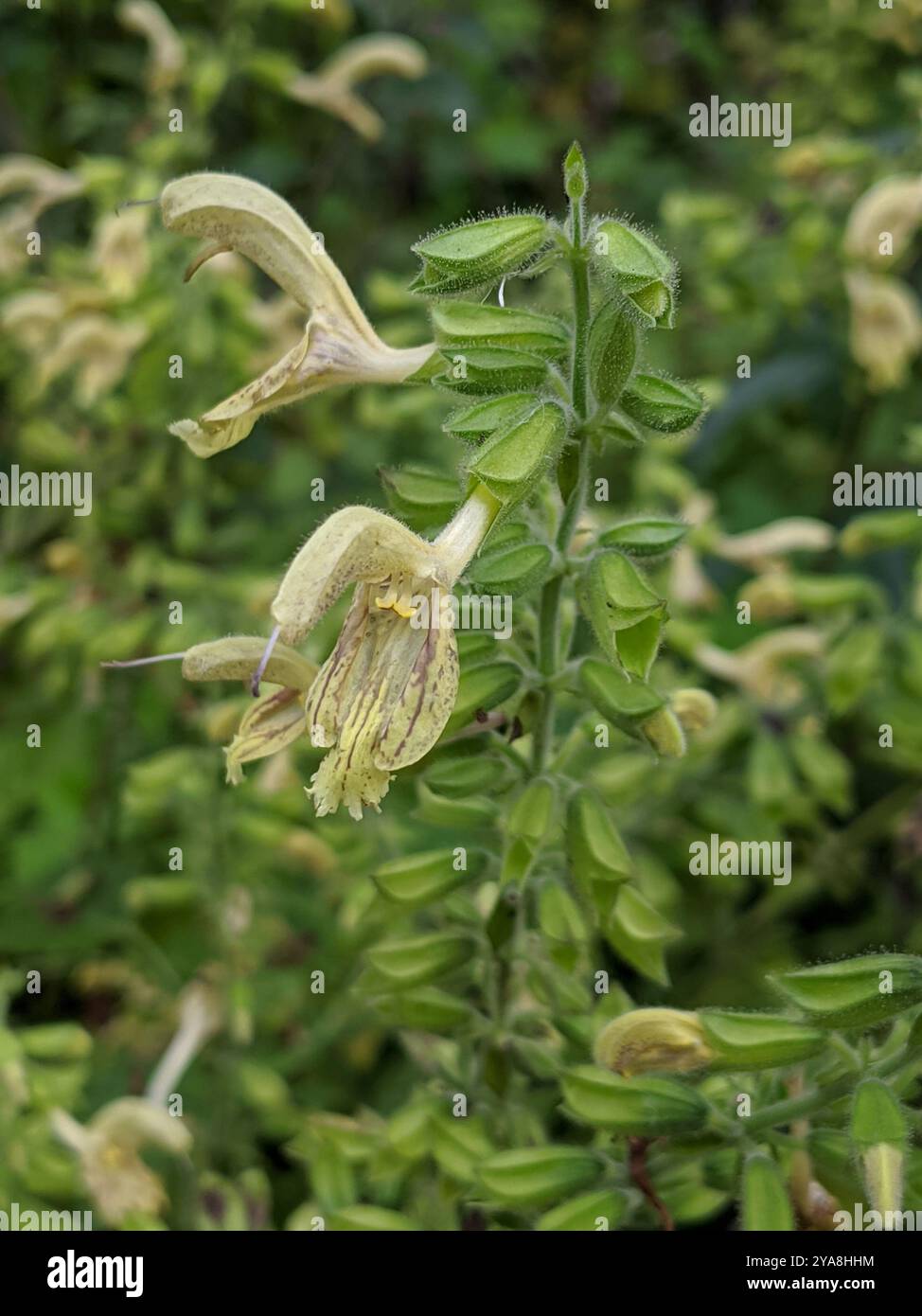 Sticky Sage (Salvia glutinosa) Plantae Stock Photo - Alamy