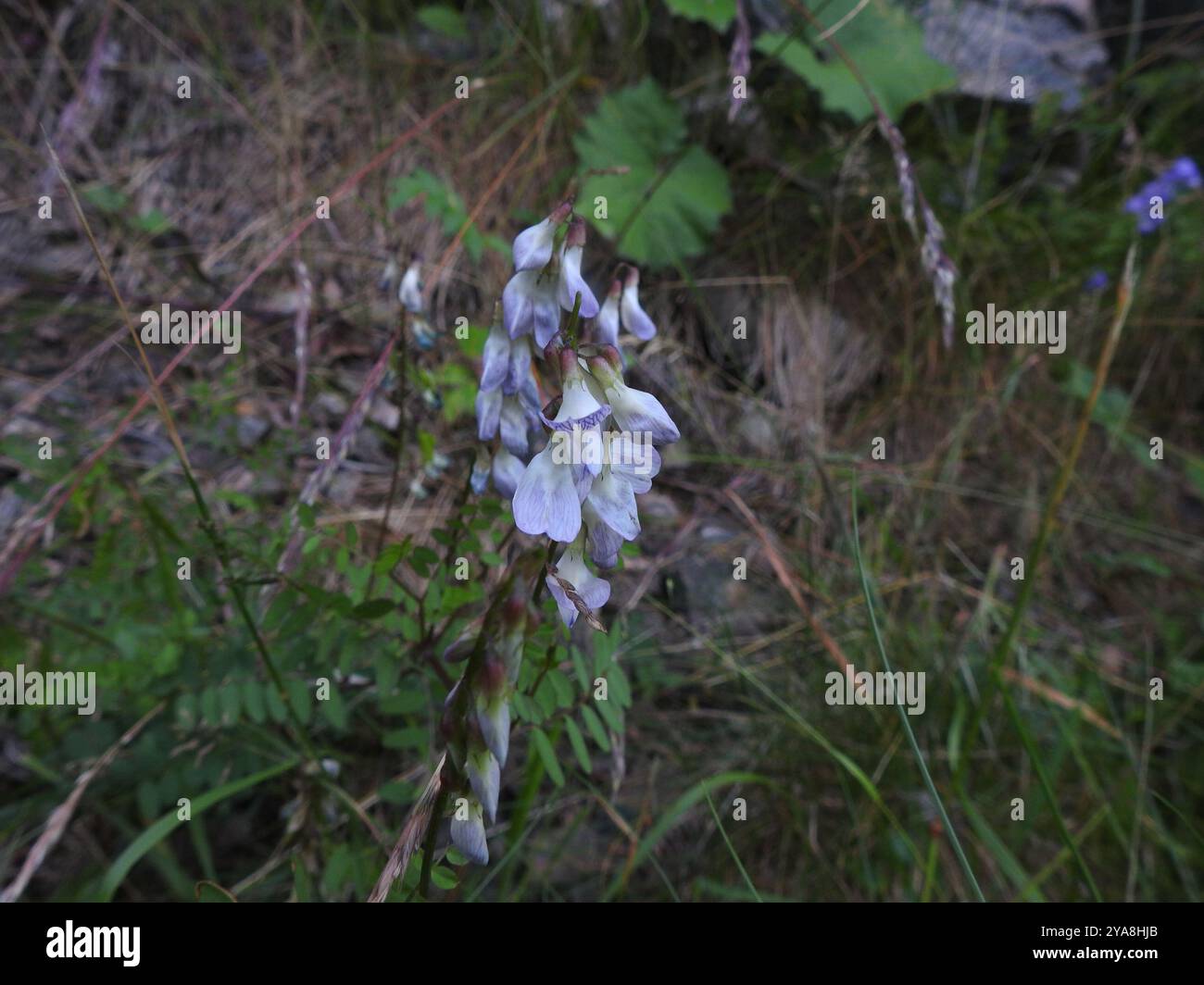 Wood Vetch (Vicia sylvatica) Plantae Stock Photo - Alamy