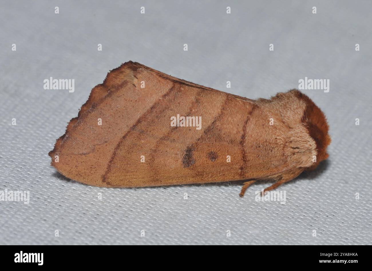 Azalea Caterpillar and Drexel's Datana Moths (Datana major) Insecta ...