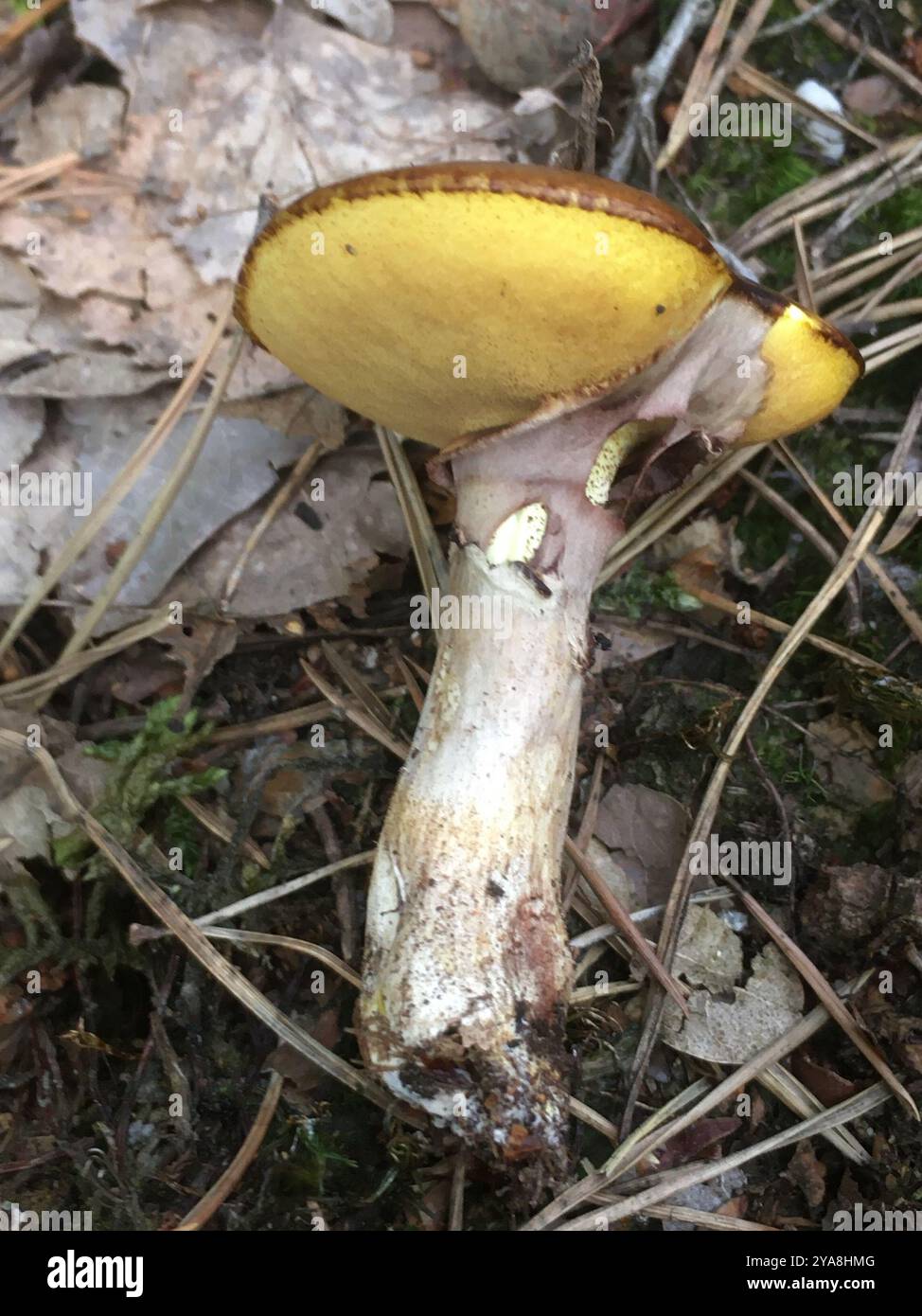 Purple-veiled Slippery Jack (Suillus luteus) Fungi Stock Photo - Alamy