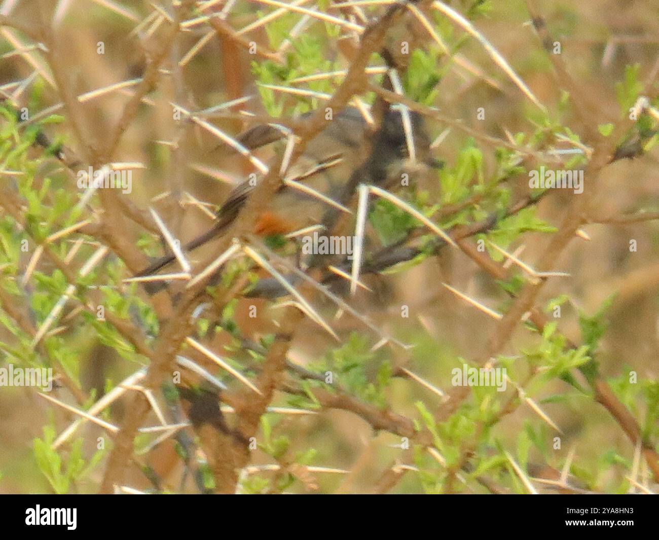 Chestnut-vented Warbler (Curruca subcoerulea) Aves Stock Photo - Alamy
